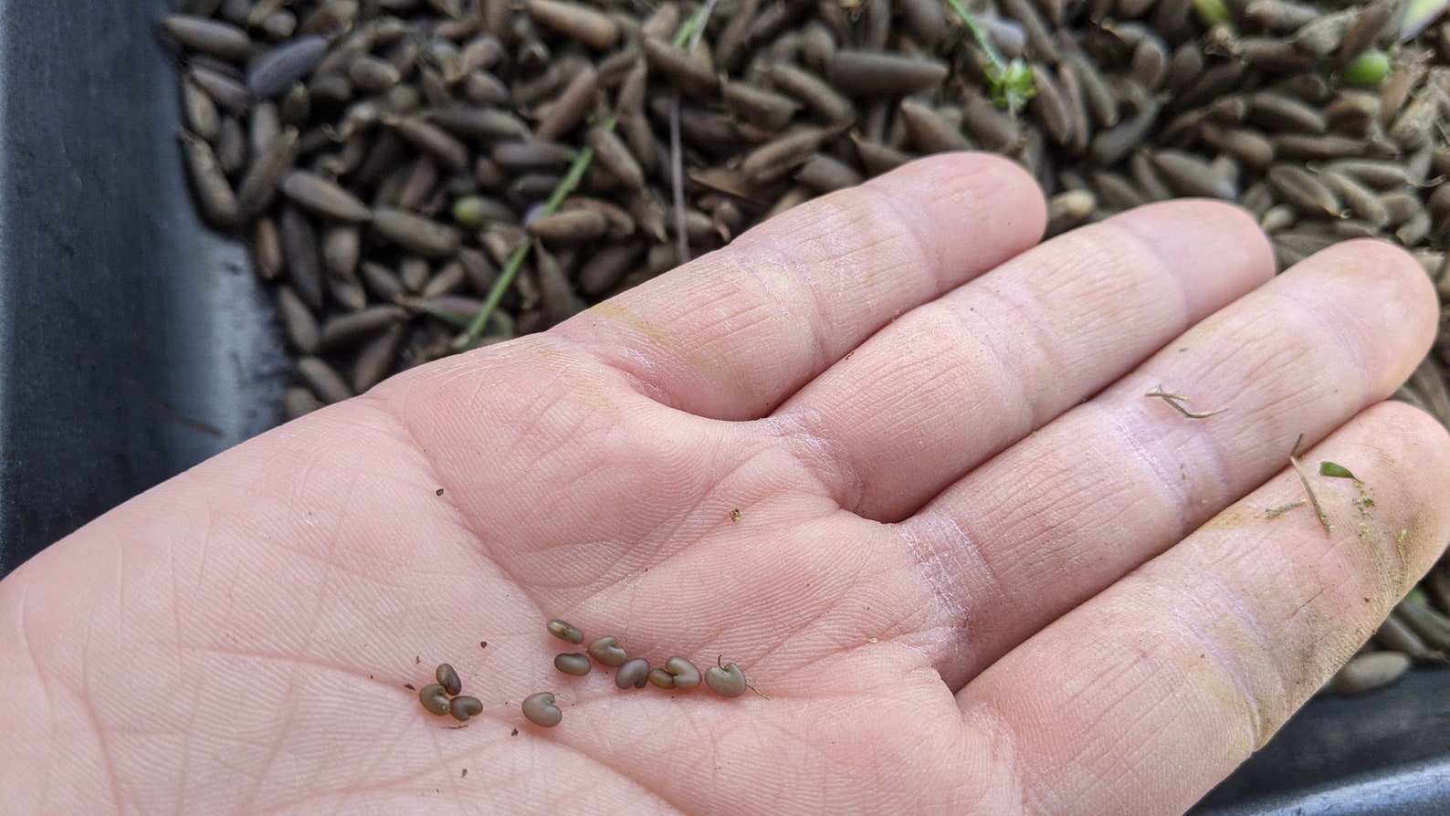 Semillas de Chipilin/Crotalaria longirostrata Seeds | Etsy