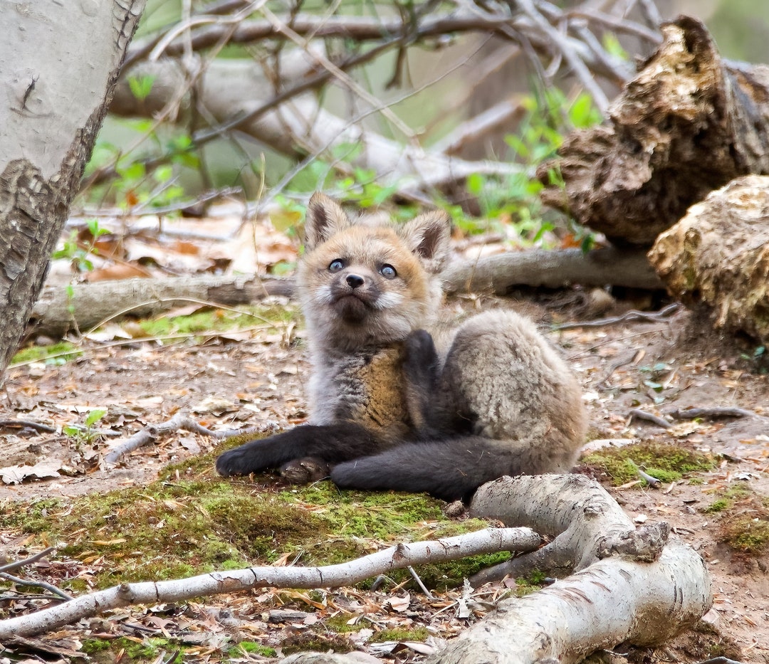 Fox Kit Scratching an Itch - DIGITAL DOWNLOAD - JPEG - Etsy