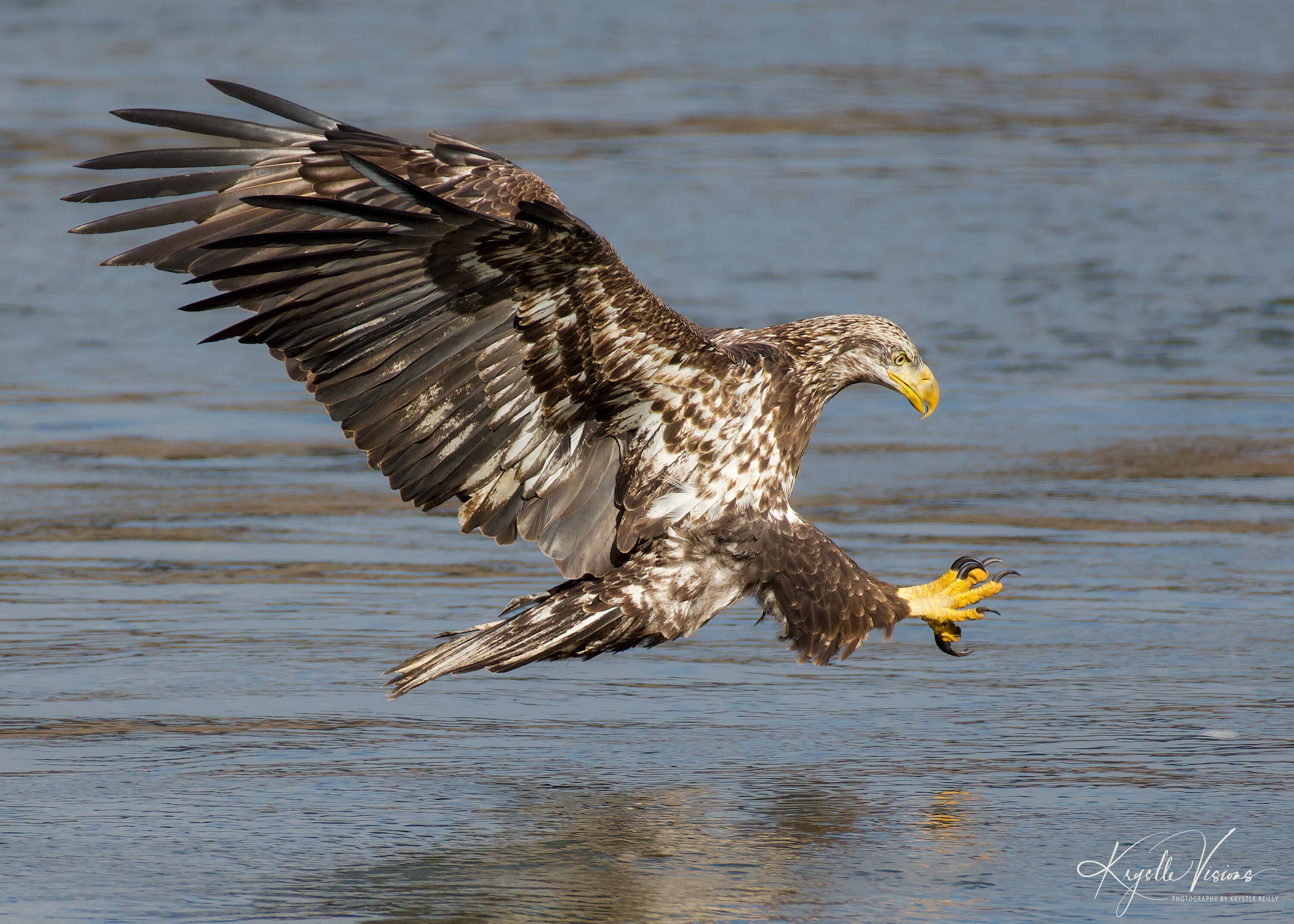 Juvenile Bald Eagle Fishing - DIGITAL DOWNLOAD - Beautiful Juvenile Bald Eagle - JPEG - Sub ...