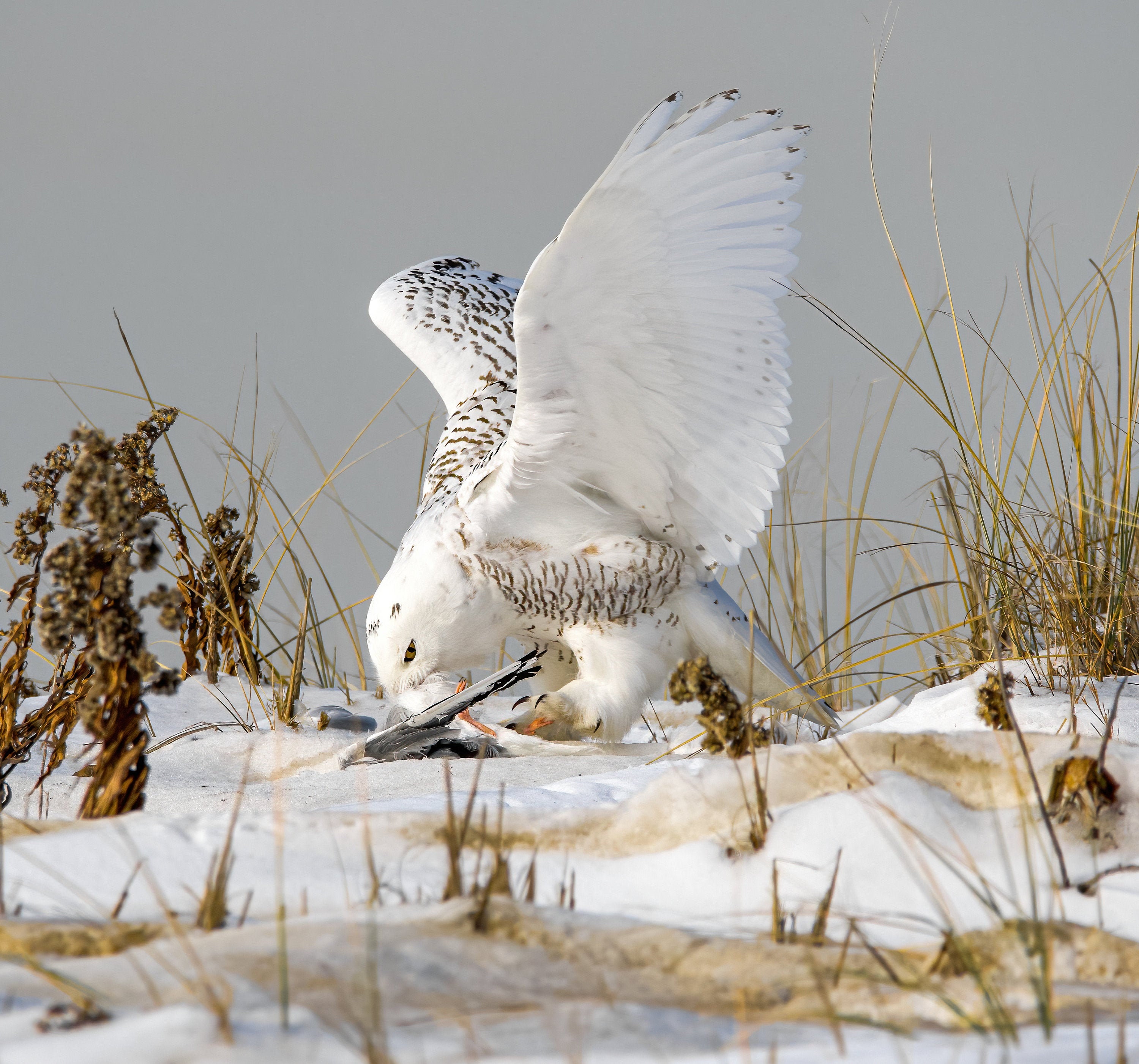 Snowy Owl Eating