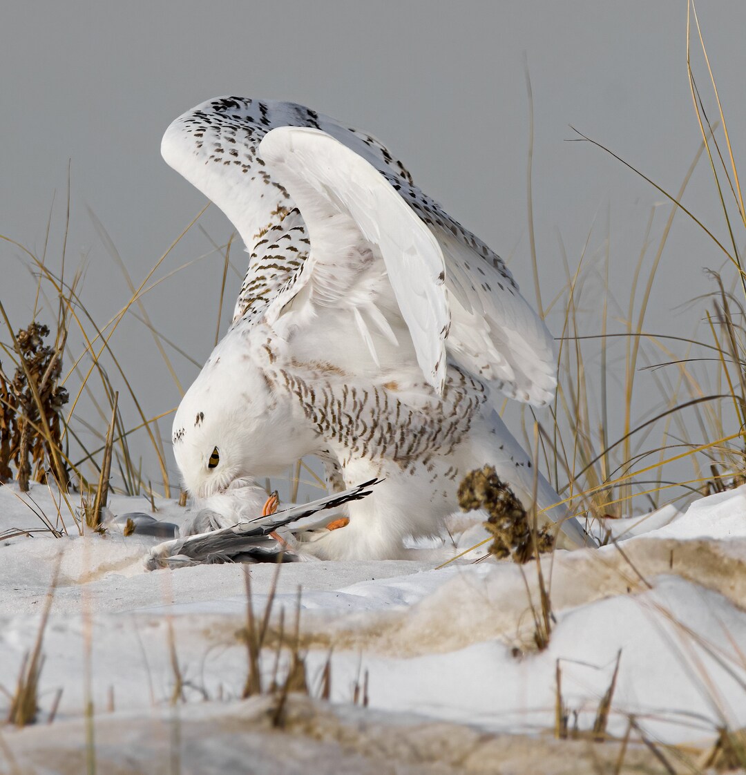 Snowy Owl With A Meal - DIGITAL DOWNLOAD - Snowy Owl - Snowy - Owl ...