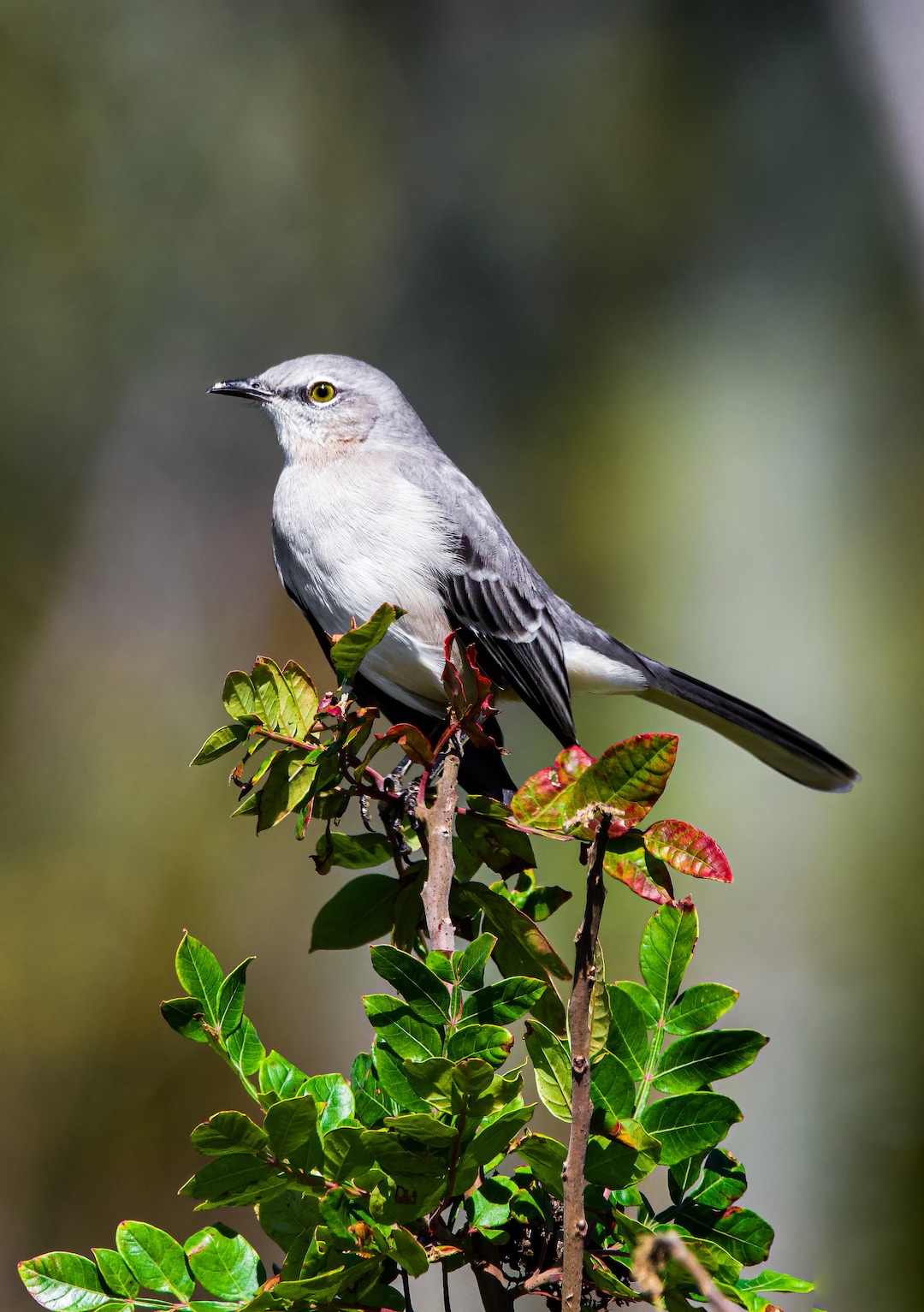 Mockingbird - DIGITAL DOWNLOAD - Beautiful Mockingbird - JPEG ...