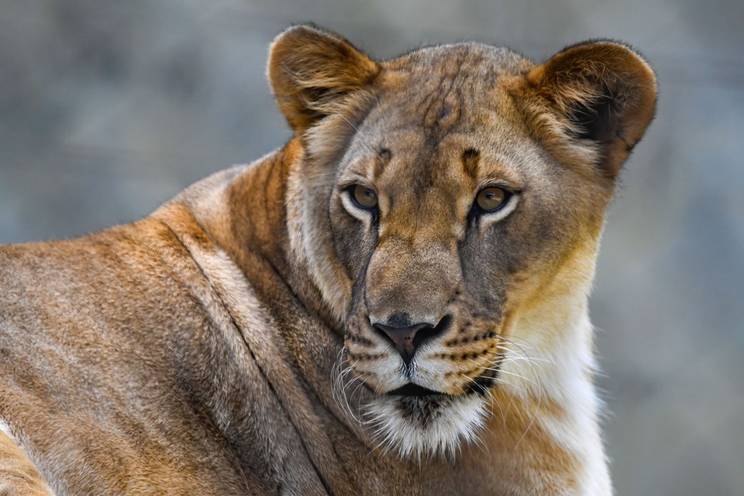 Lioness - DIGITAL DOWNLOAD - Female Lion - Beautiful Lioness - JPEG ...