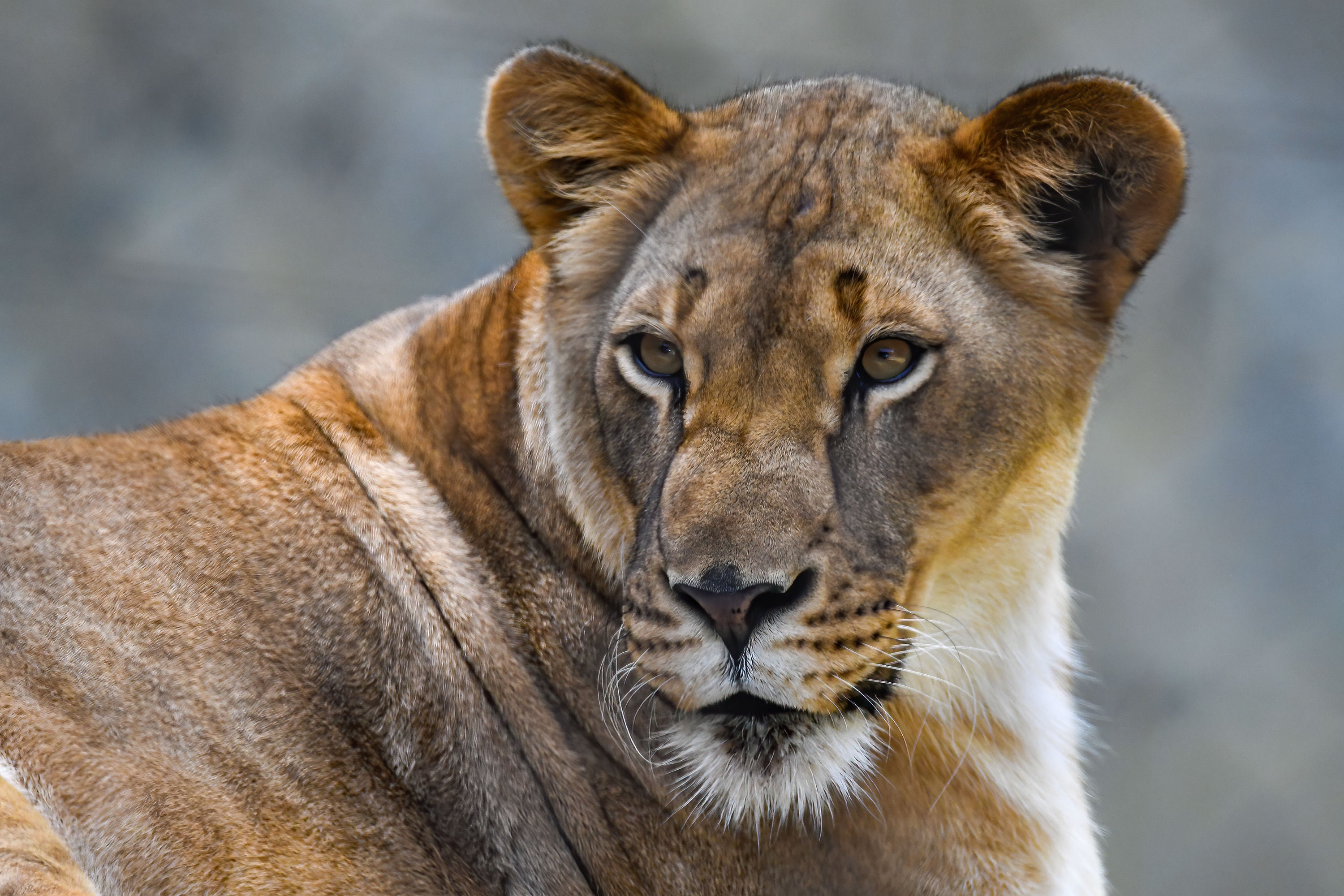 Lioness - DIGITAL DOWNLOAD - Female Lion - Beautiful Lioness - JPEG ...