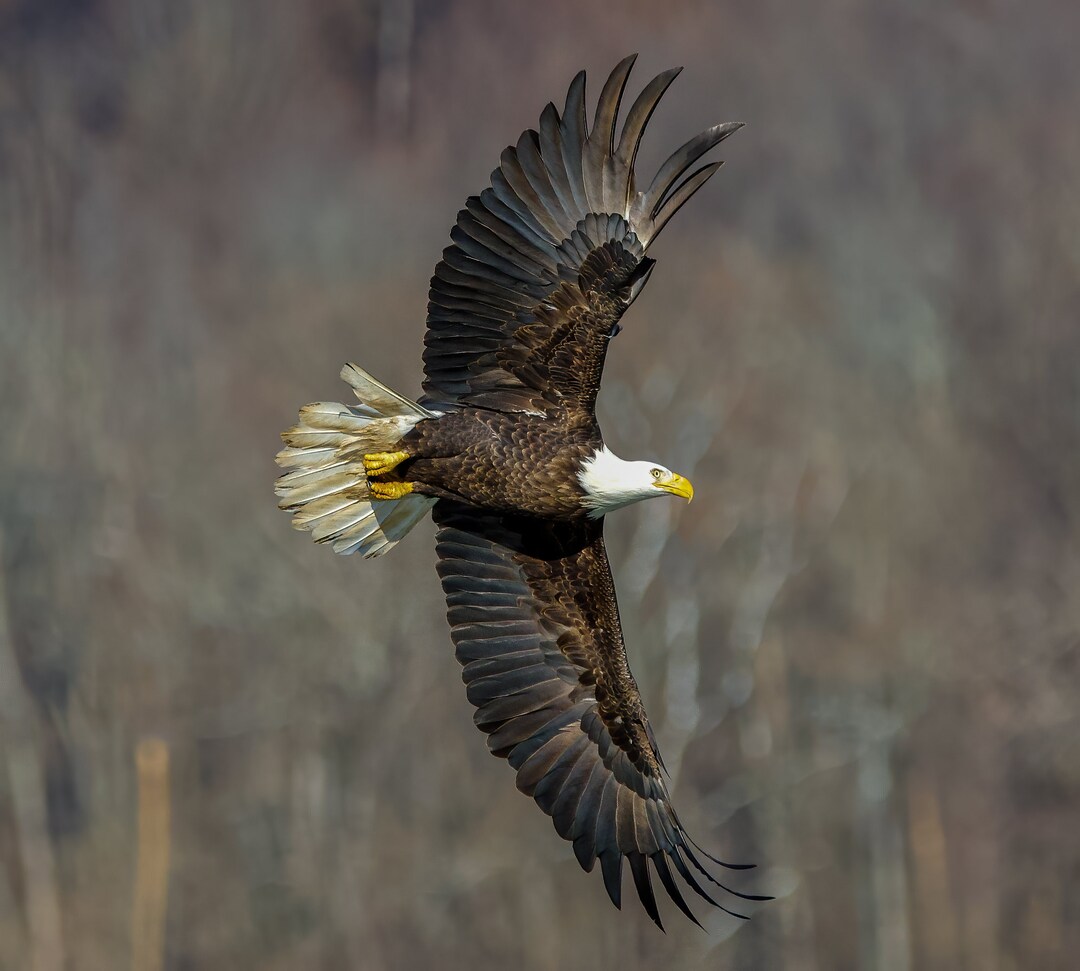 American Bald Eagle Photo JPEG - Bald Eagle Photo JPEG - Eagle Photo ...