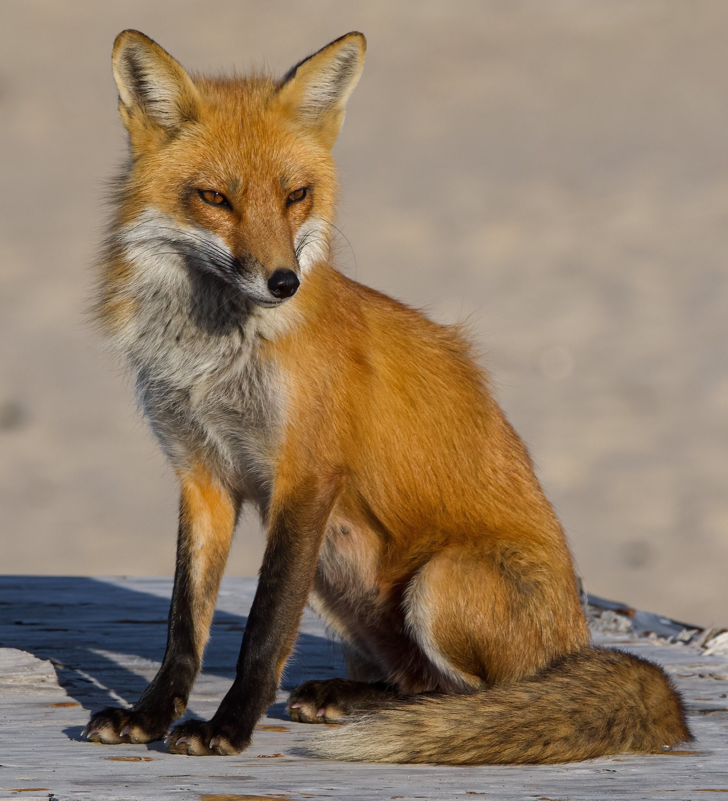 Mama Fox Watching Her Kits Play From a Distance - DIGITAL DOWNLOAD ...