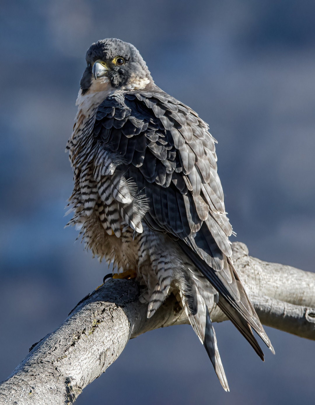 Female Peregrine Falcon - DIGITAL DOWNLOAD - Peregrine Falcon ...