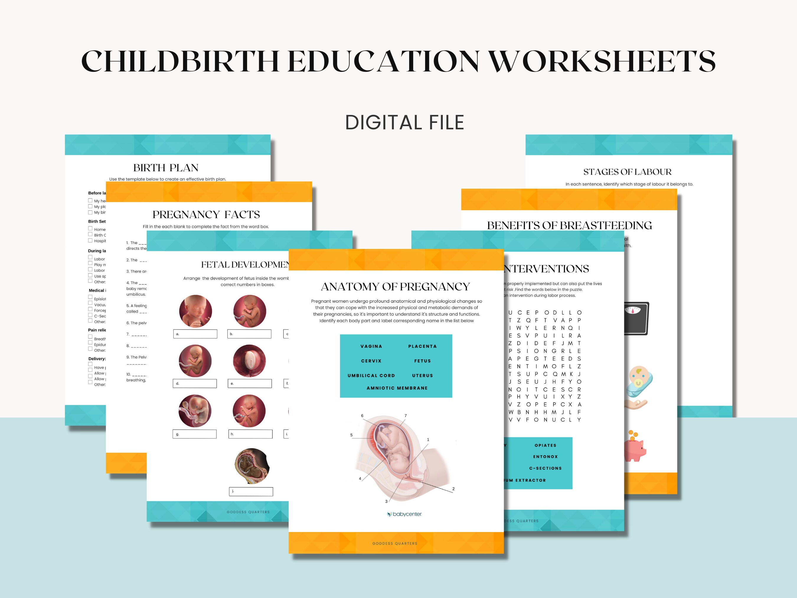 Anatomy of Pregnancy Facts & CHILDBIRTH EDUCATION Worksheet COURSE ...