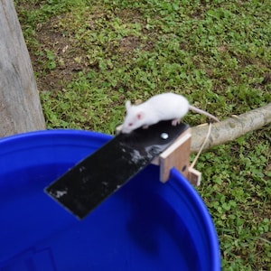 Original Walk the Plank Mouse Trap - Bucket Trap - Auto Reset - Rodent ...