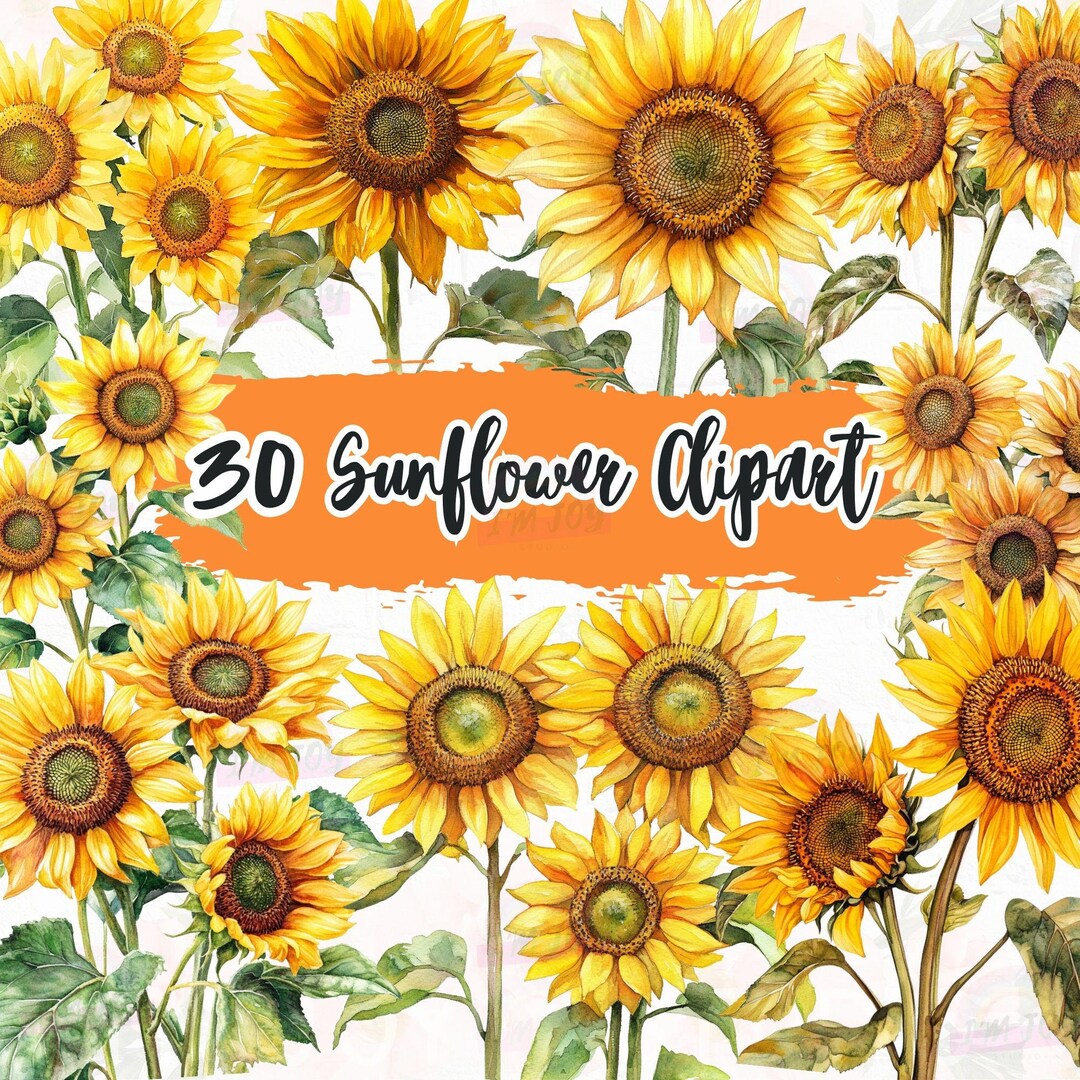 Watercolor Sunflower Clipart: 30 Floral PNG Images (digital Download ...
