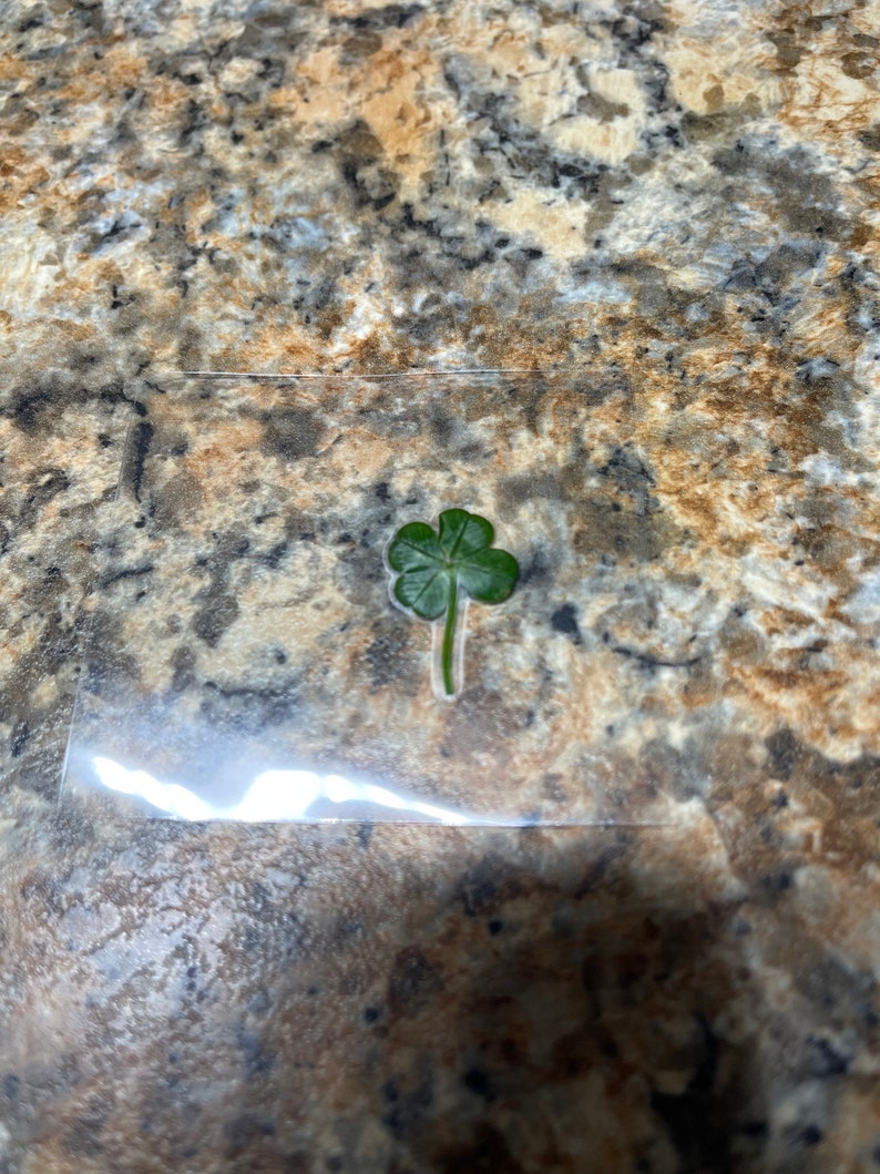 Real 4 Leaf Clover - Etsy