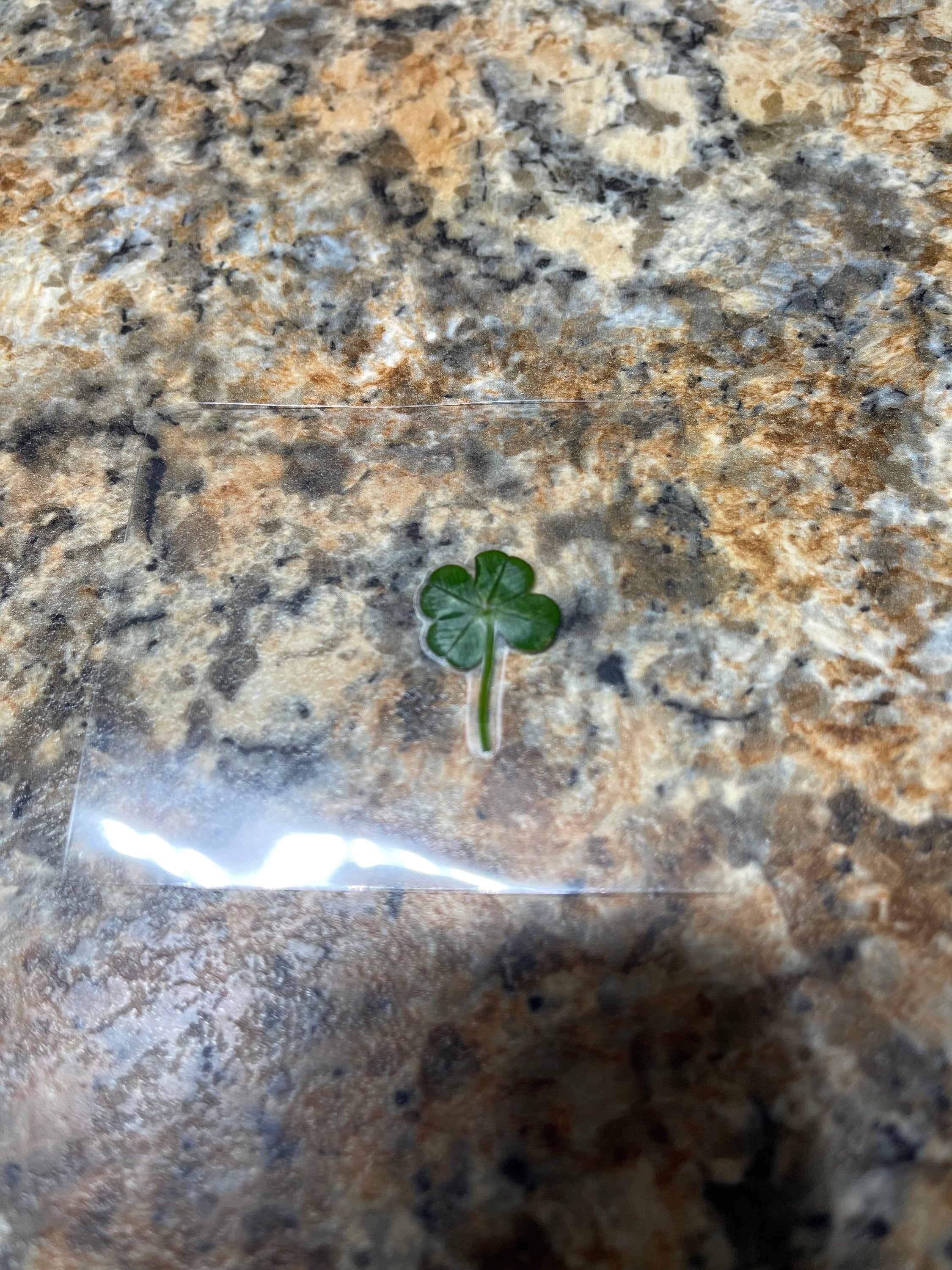 Real 4 Leaf Clover - Etsy