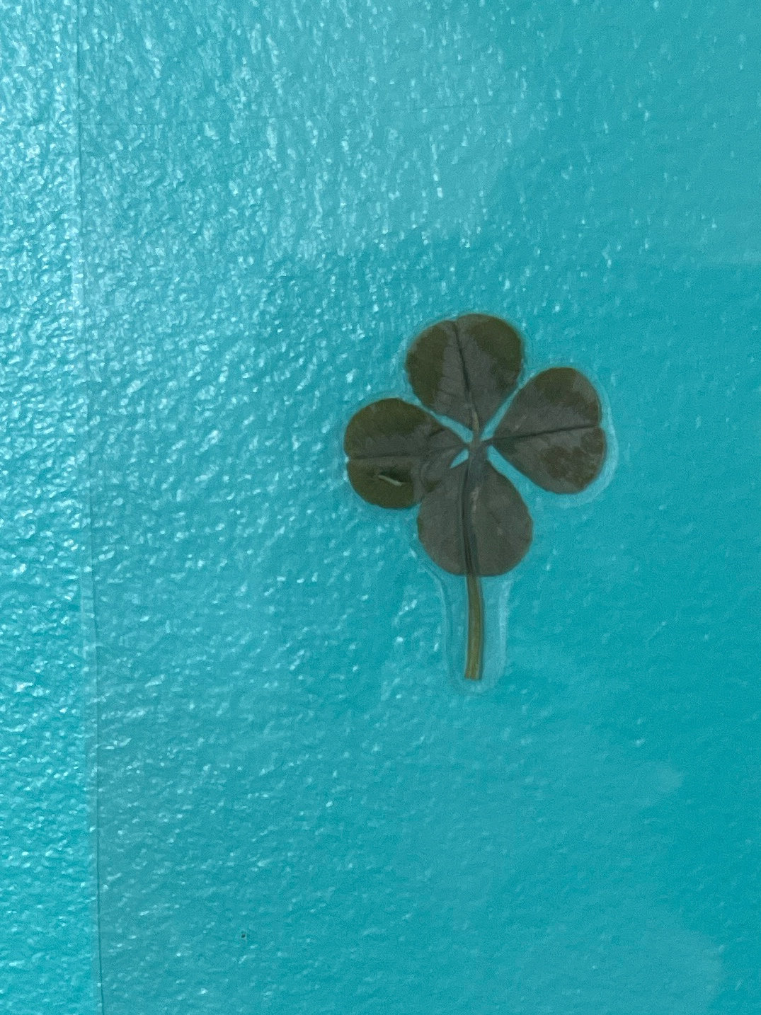 Real 4 Leaf Clover - Etsy
