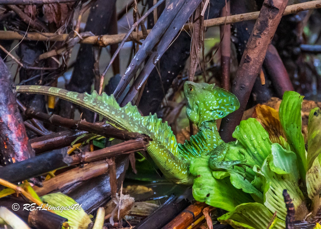 Jesus Christ Lizard - Etsy