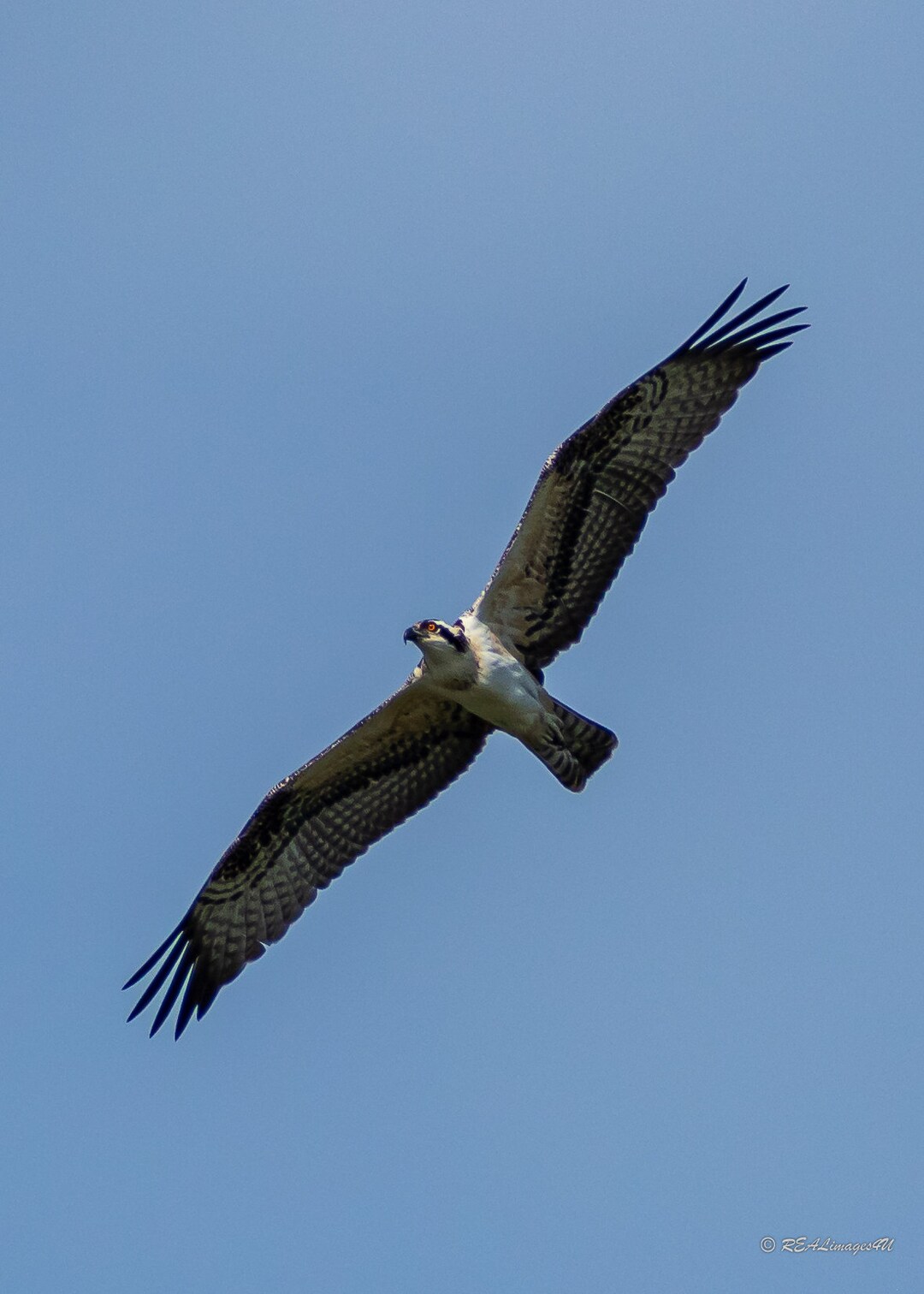 Osprey Flyover 2 - Etsy