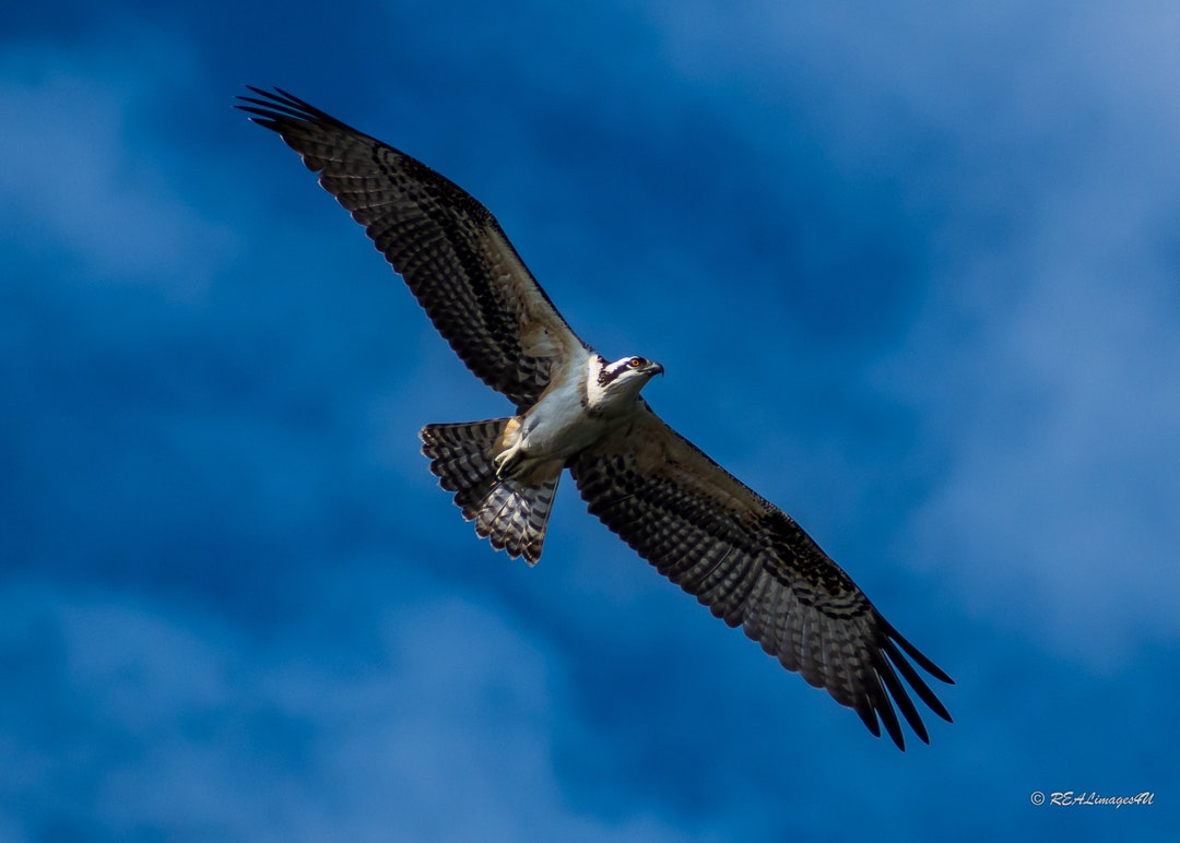Osprey Flyover - Etsy