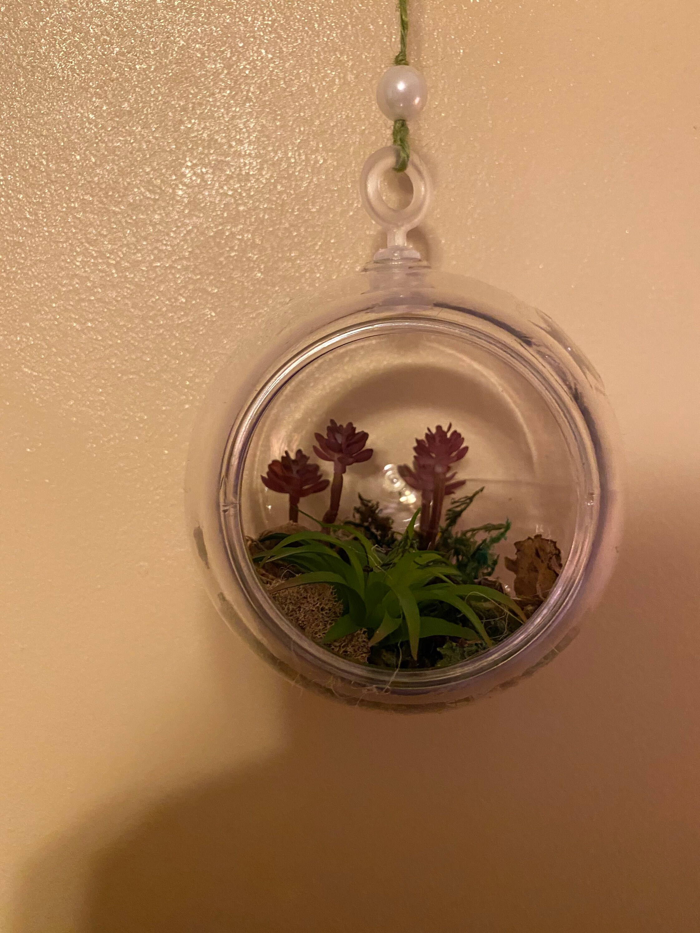 Terrarium Etsy