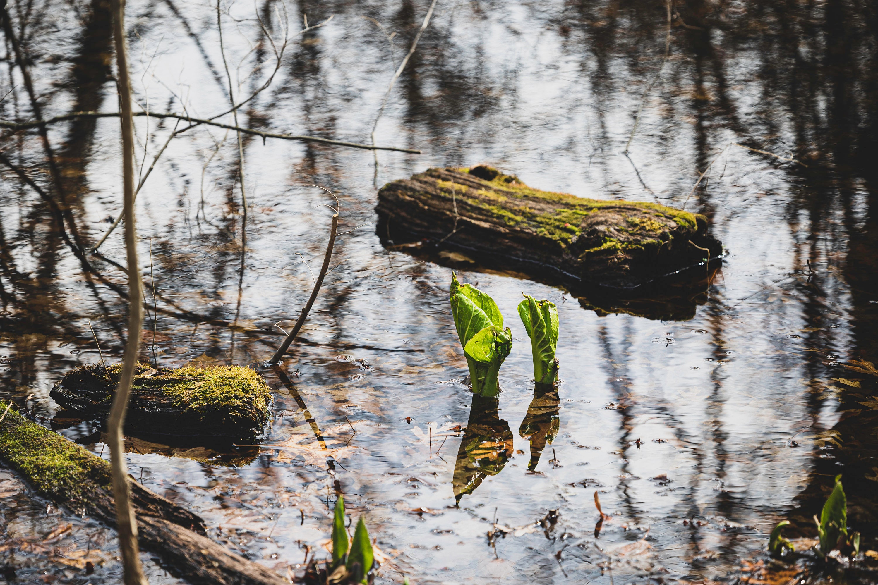 Log in a Swamp - Etsy