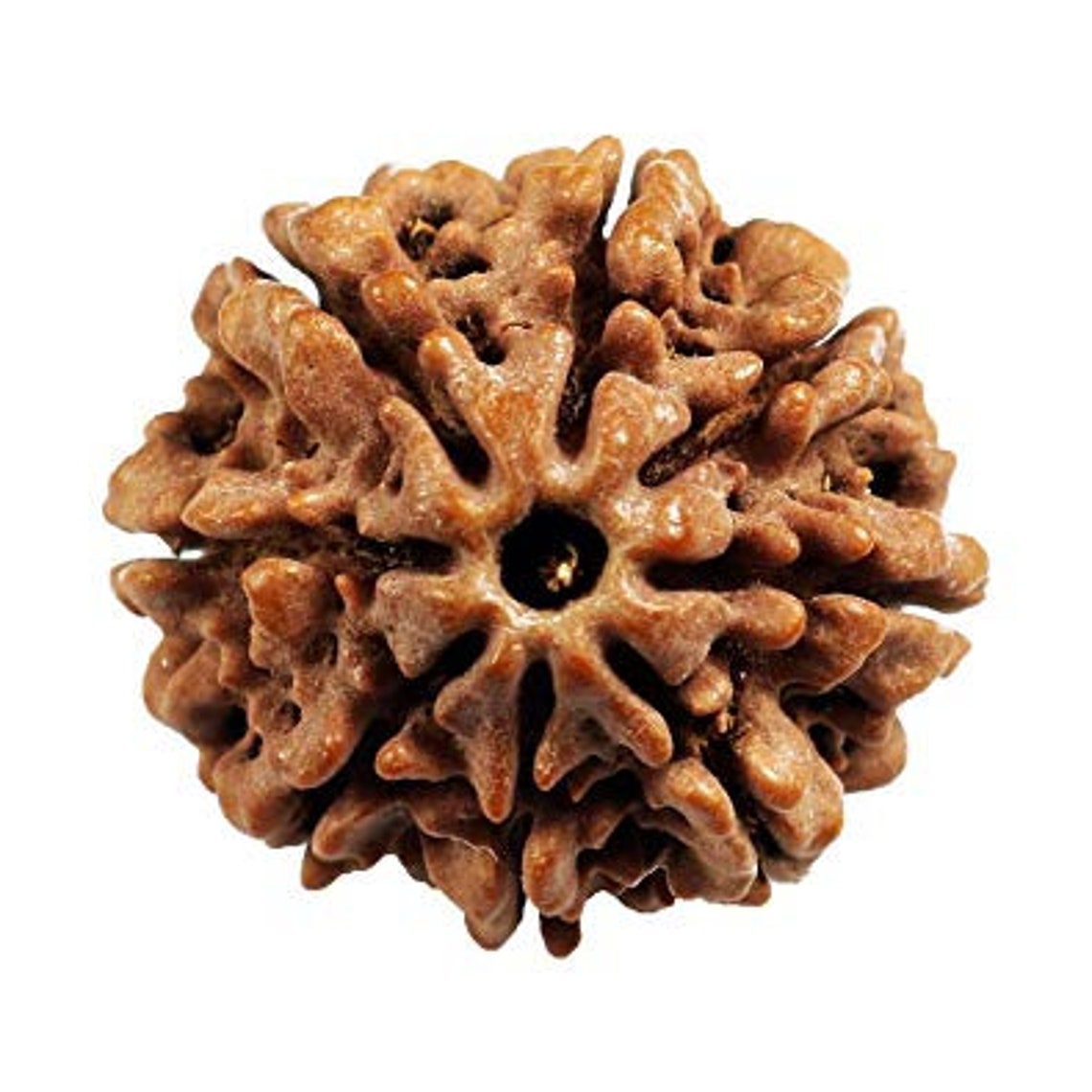 8 Mukhi Rudraksha / Eight Face Rudraksh Java Bead Lab | Etsy