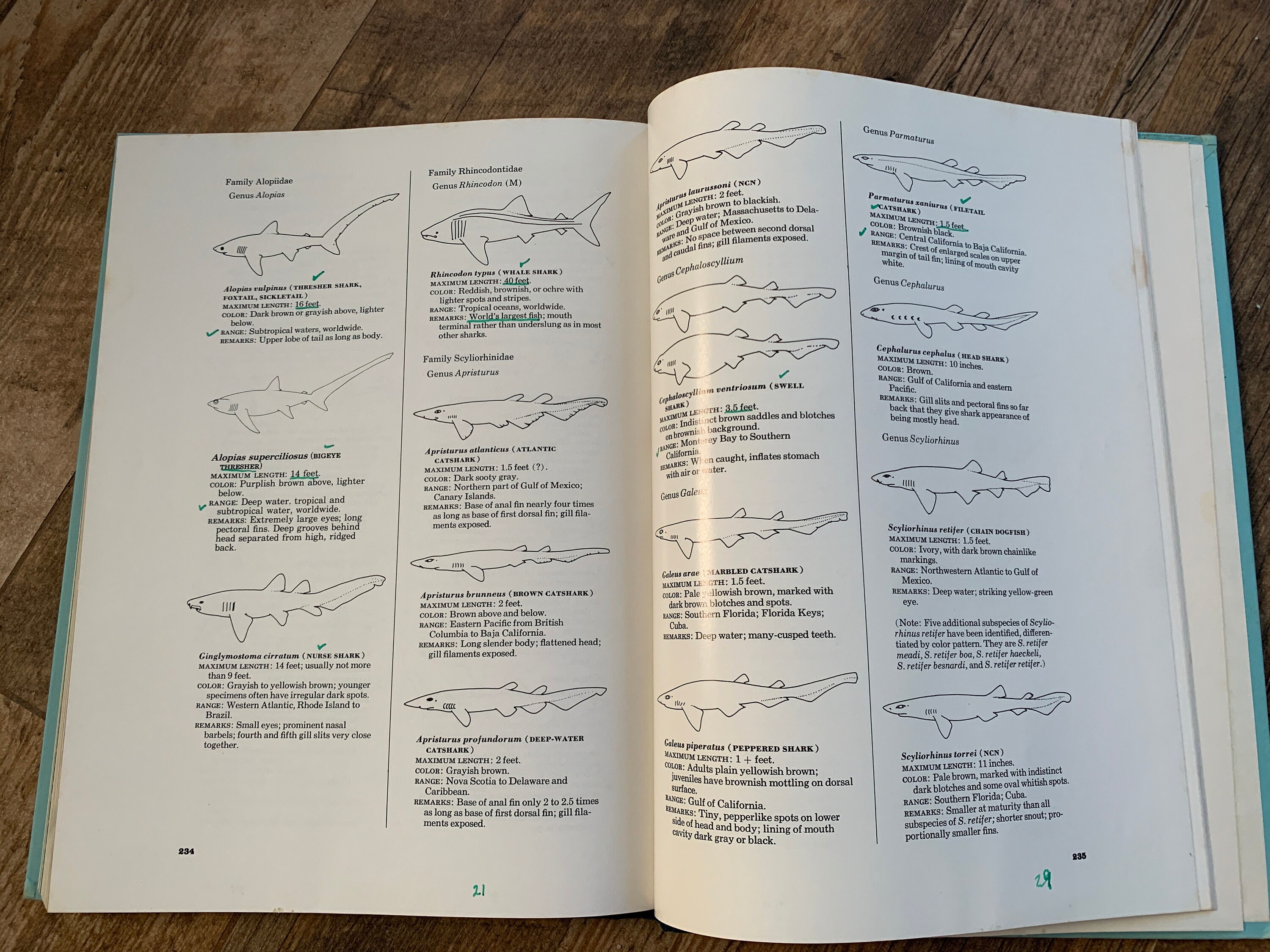 The Book of Sharks Richard Ellis: Very Scarce 1983 Book That - Etsy