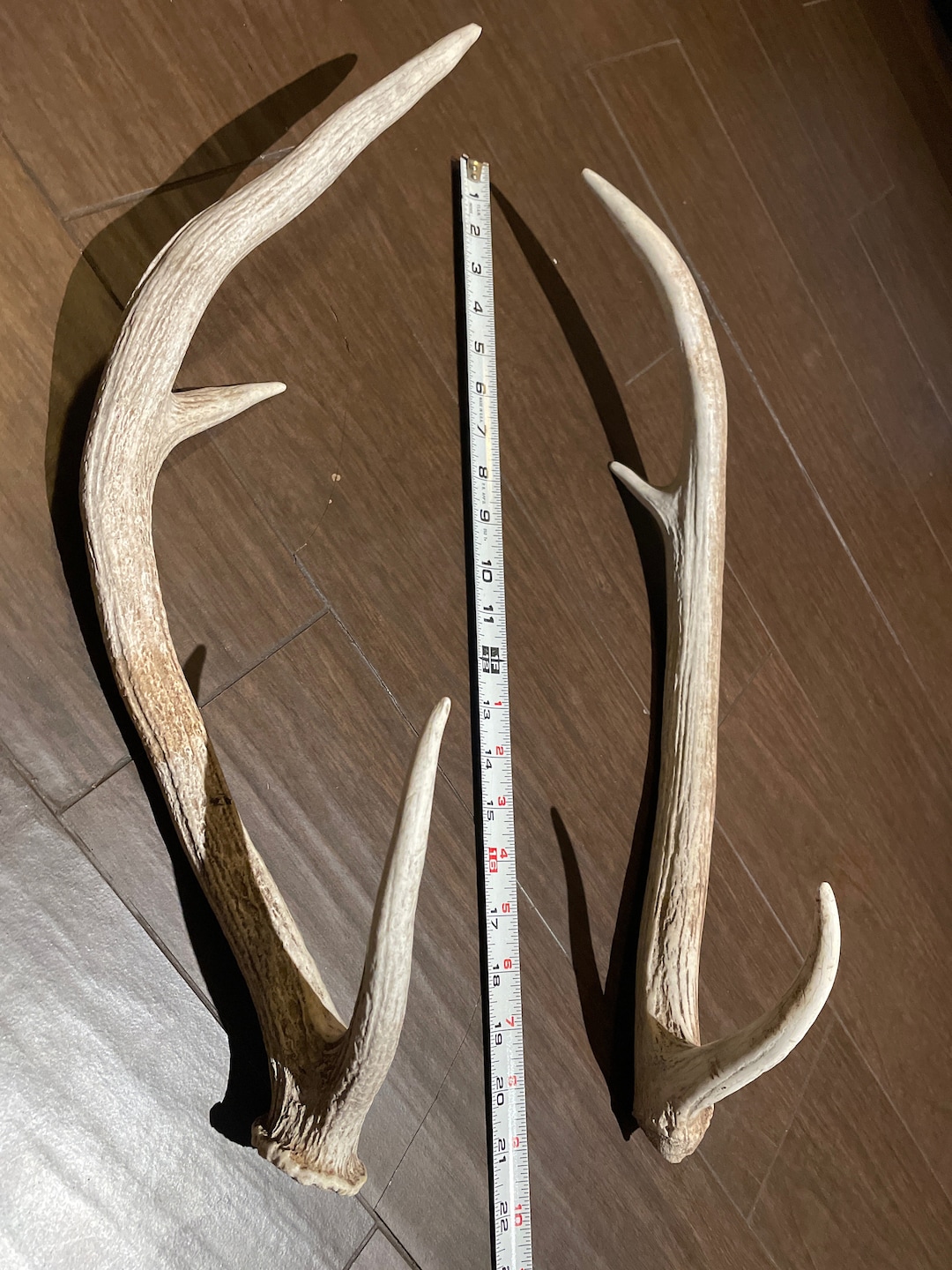 Axis Antler Shed - Etsy