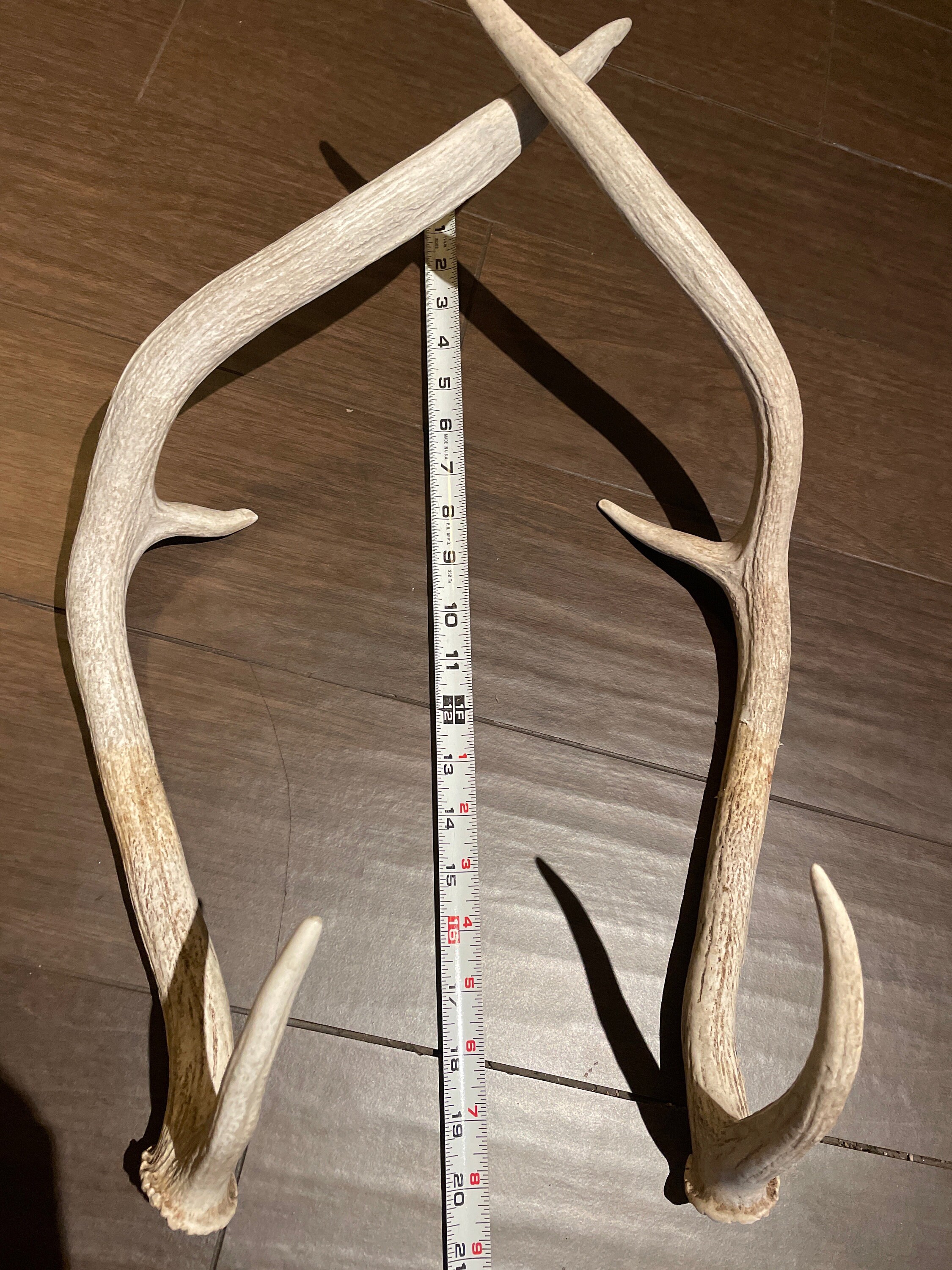 Axis Antler Shed - Etsy