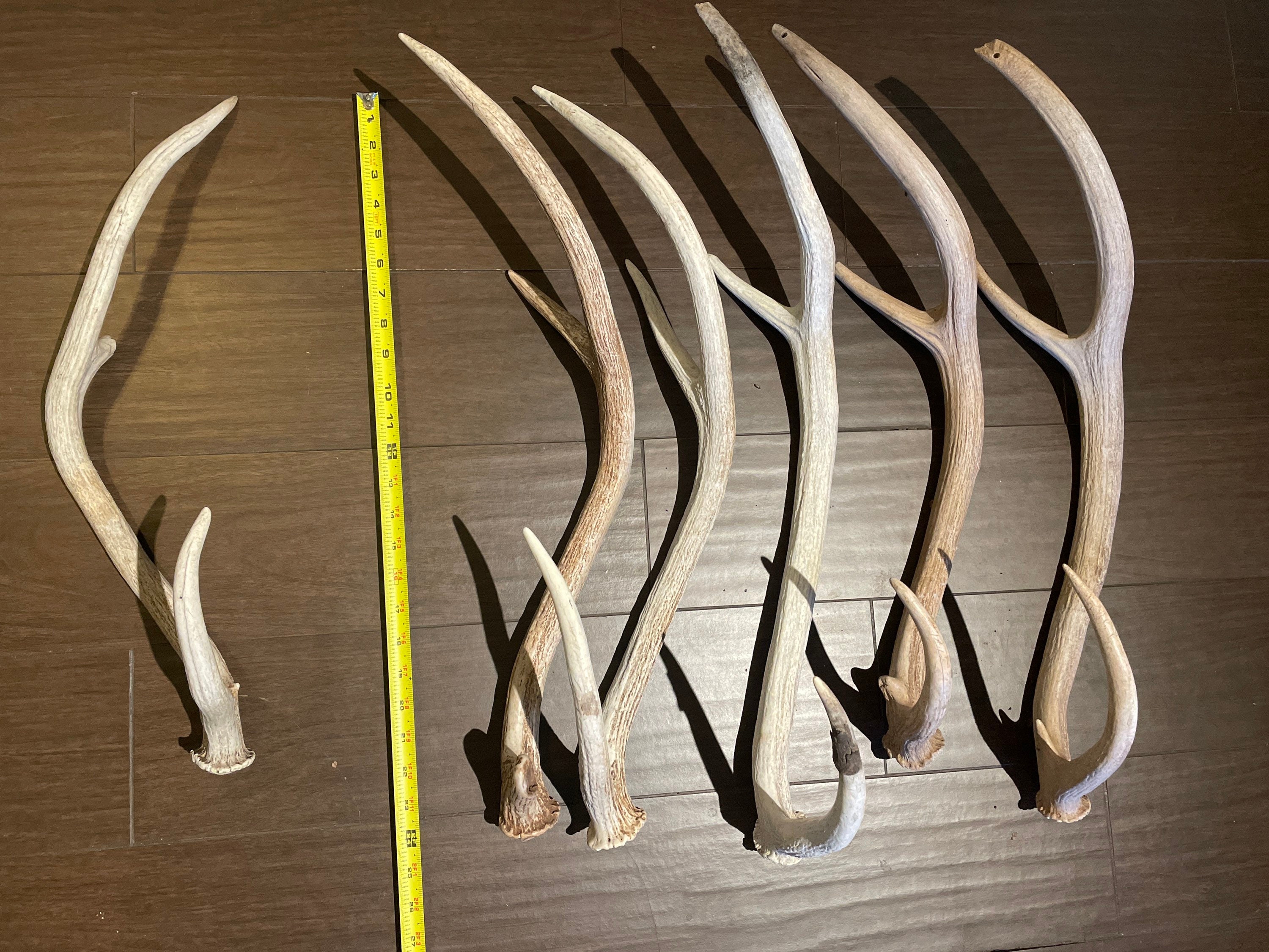 Axis Antler Shed - Etsy