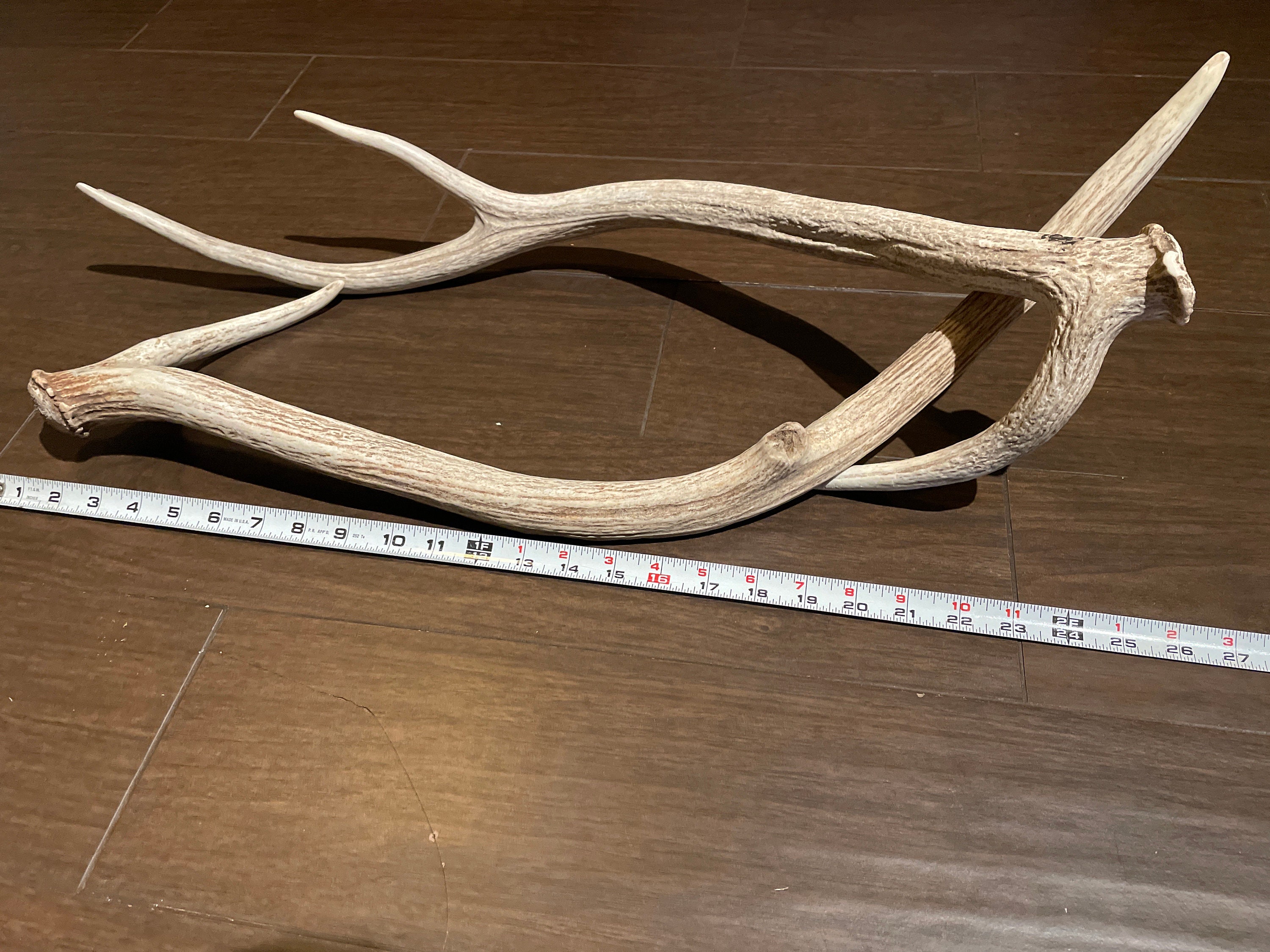 Axis Antler Shed - Etsy