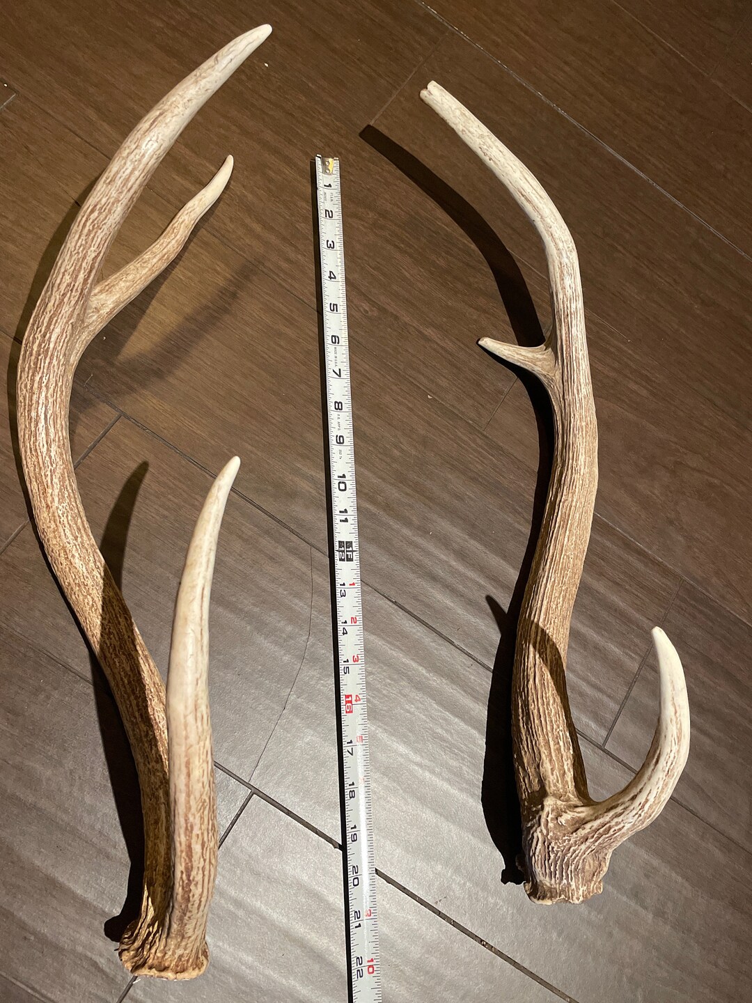 Axis Antler Shed - Etsy