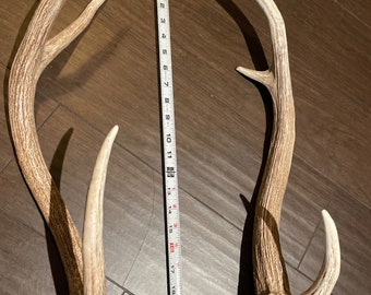 Axis Skull, 29 Beams, Mount, Taxidermy, European Mount, Man Cave Lodge ...