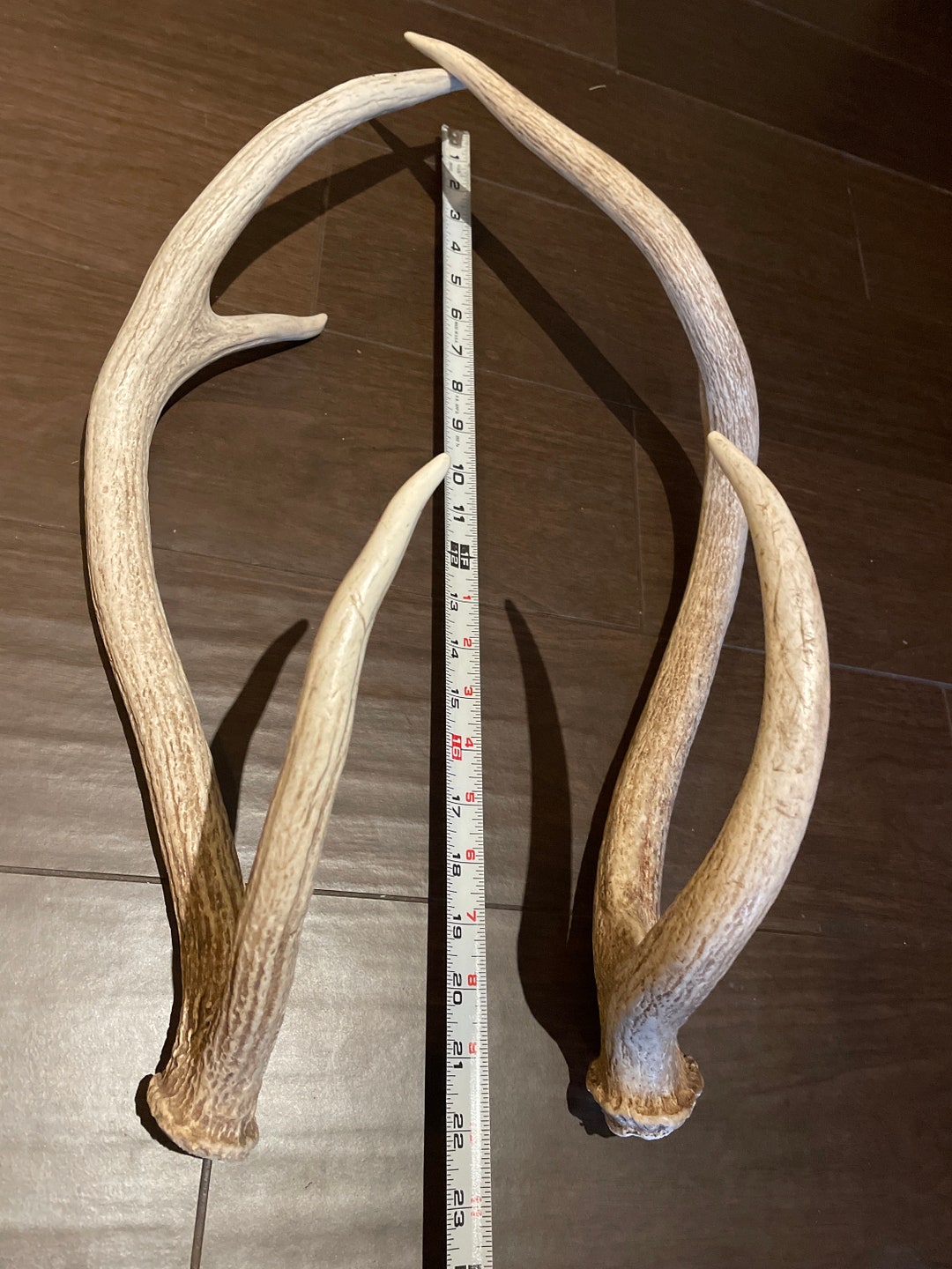 Axis Antler Shed - Etsy