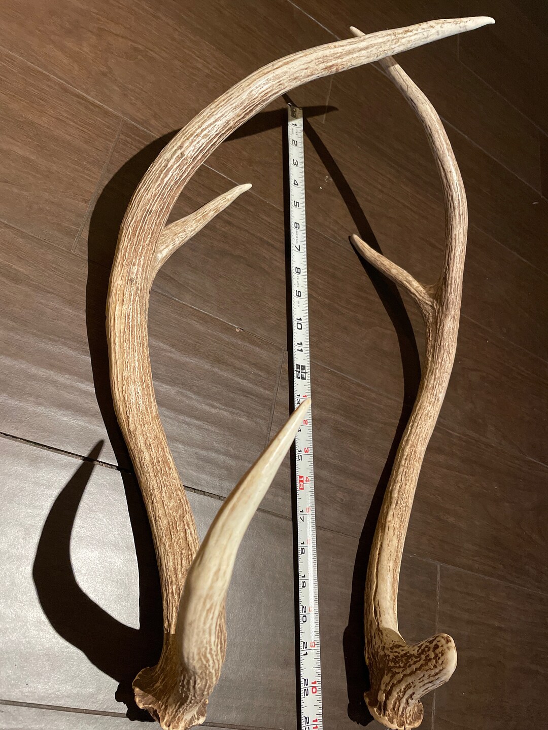 Axis Antler Shed - Etsy