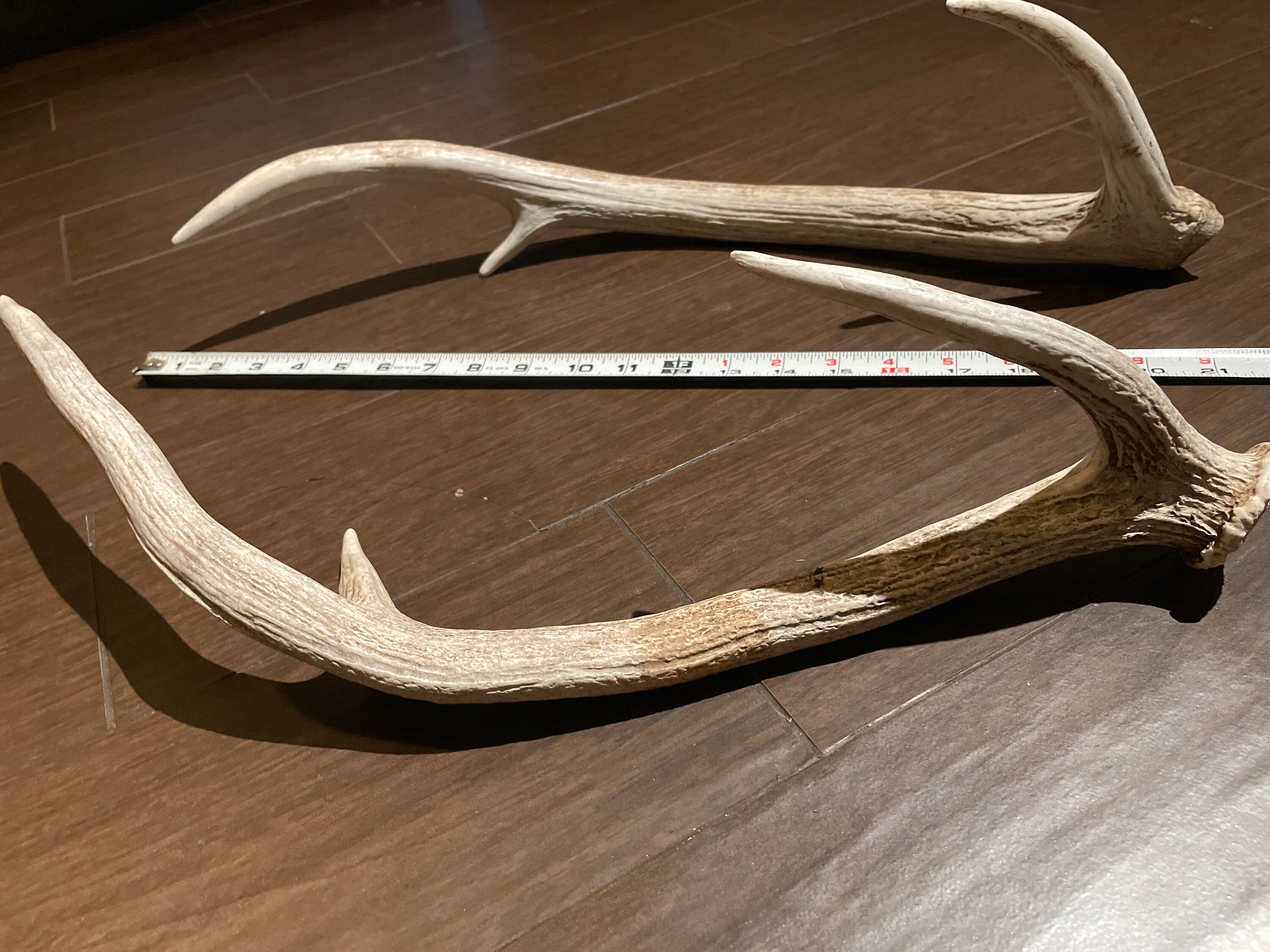 Axis Antler Shed - Etsy