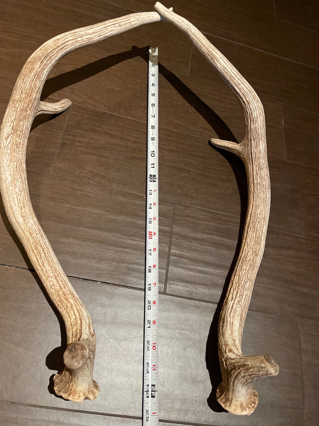 Axis Antler Sheds - Etsy