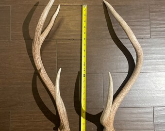 Axis Antler Shed - Etsy
