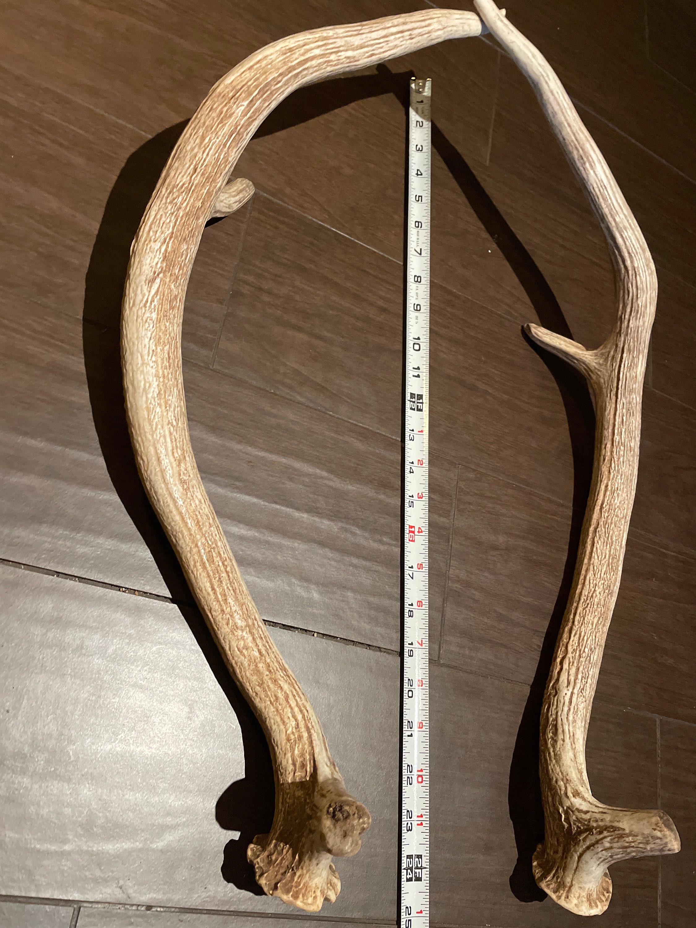 Axis Antler Sheds - Etsy