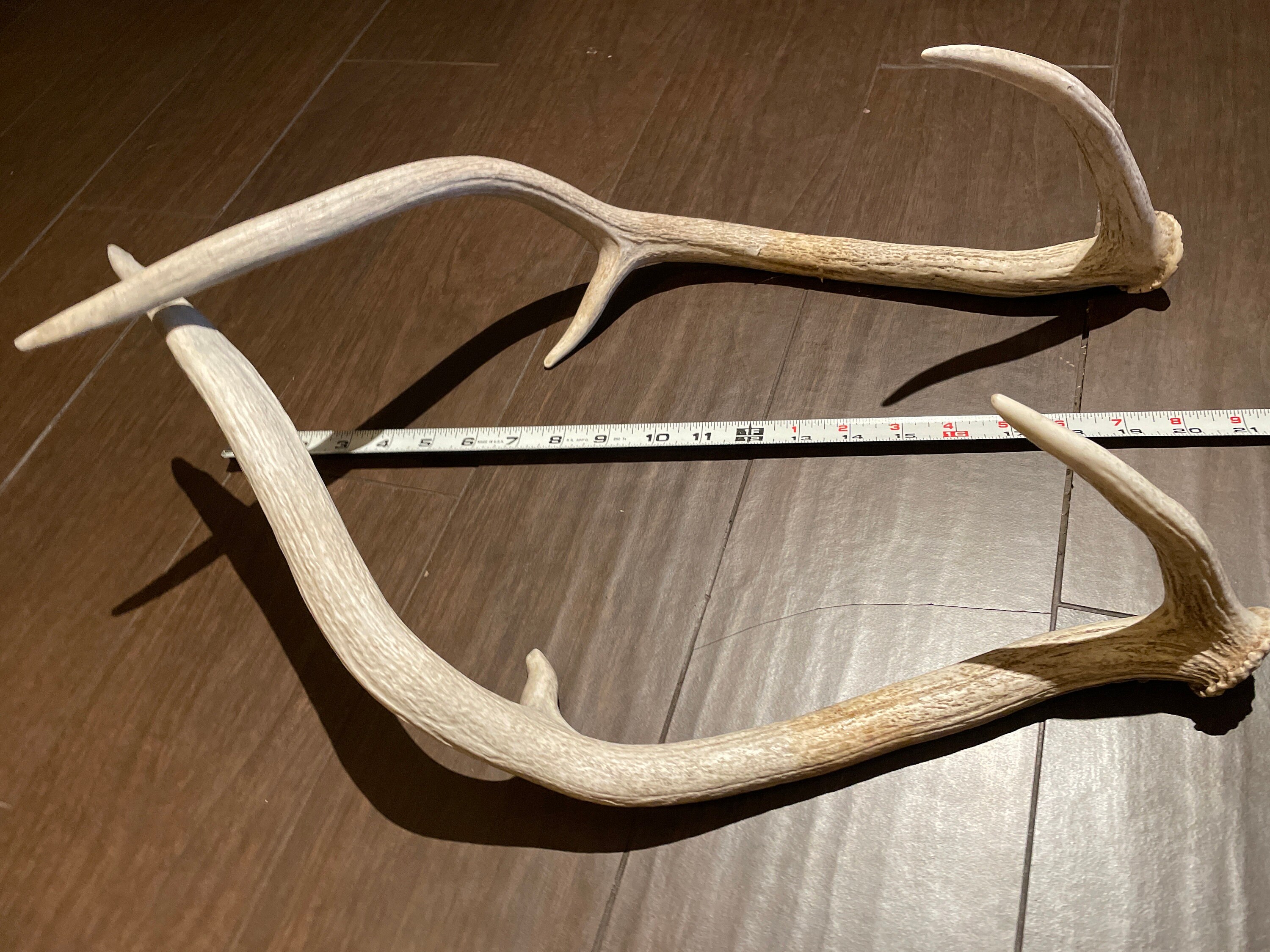 Axis Antler Shed - Etsy