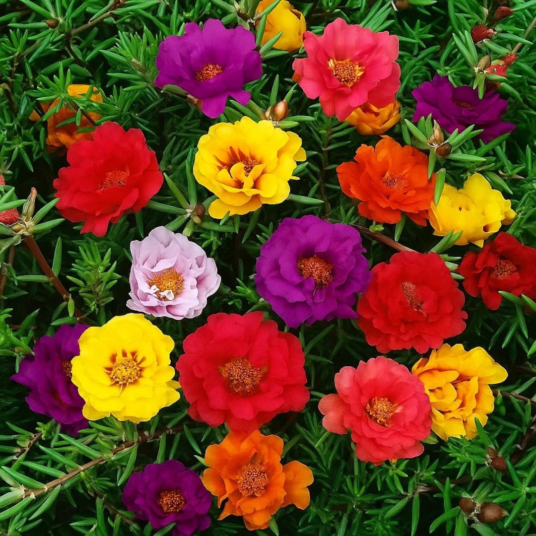 Portulaca Grandiflora Seeds – 10000+ Mixed Color Moss Rose, Mexican Sun ...