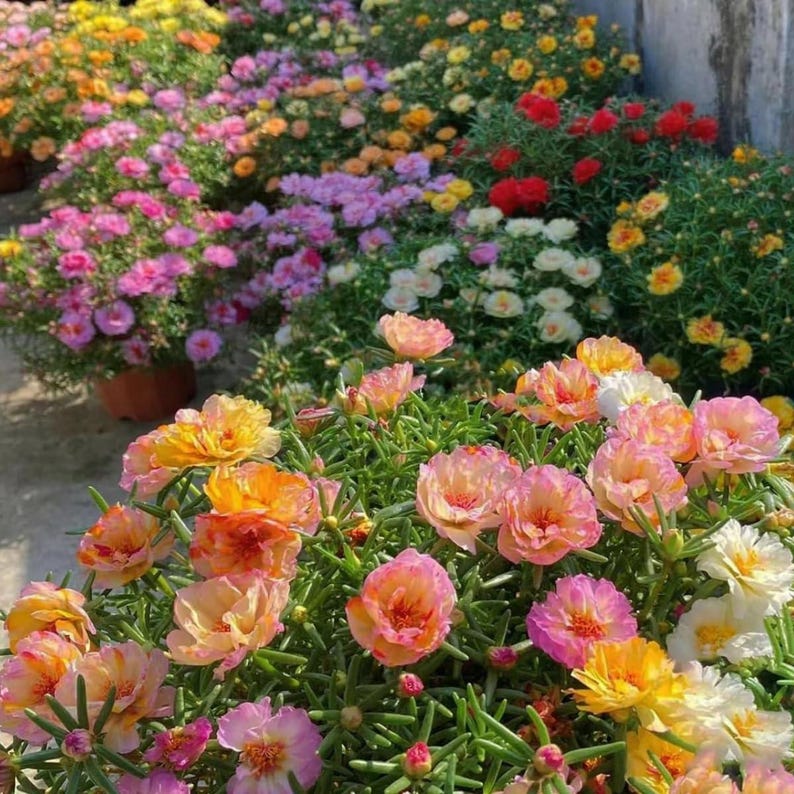 Portulaca Grandiflora Seeds – 10000+ Mixed Color Moss Rose, Mexican Sun ...
