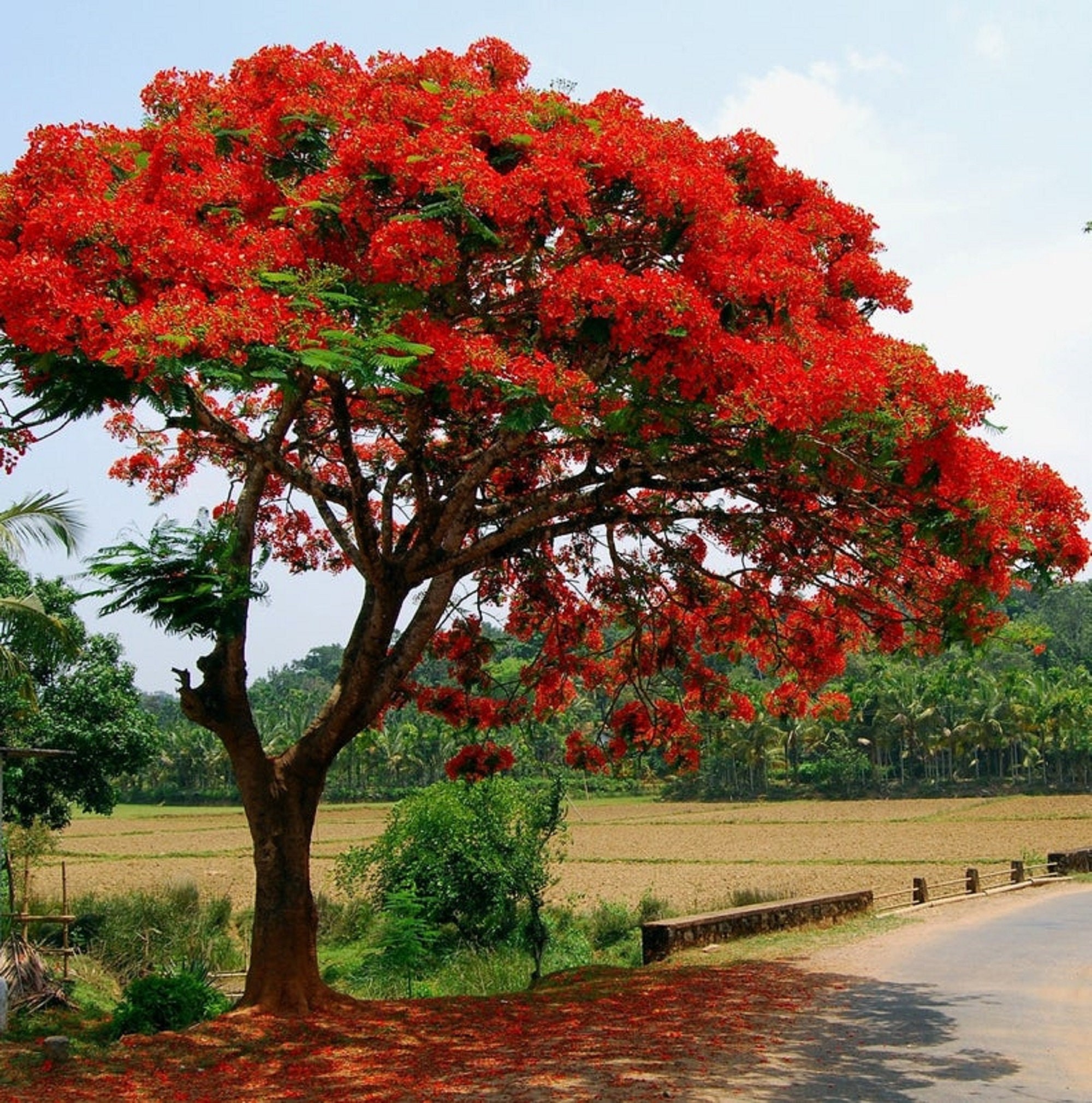 ROYAL POINCIANA TREE Delonix Regia aka Red Flame Flamboyant Tree ...