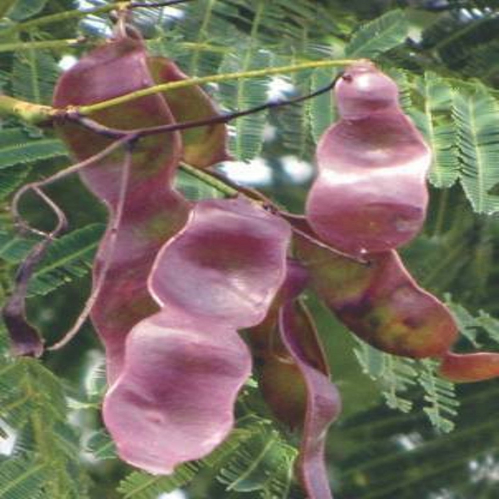 Waldanbau Akazie Catechu BaumSamen, Mimosa Catechu, Akazie Wallichiana ...