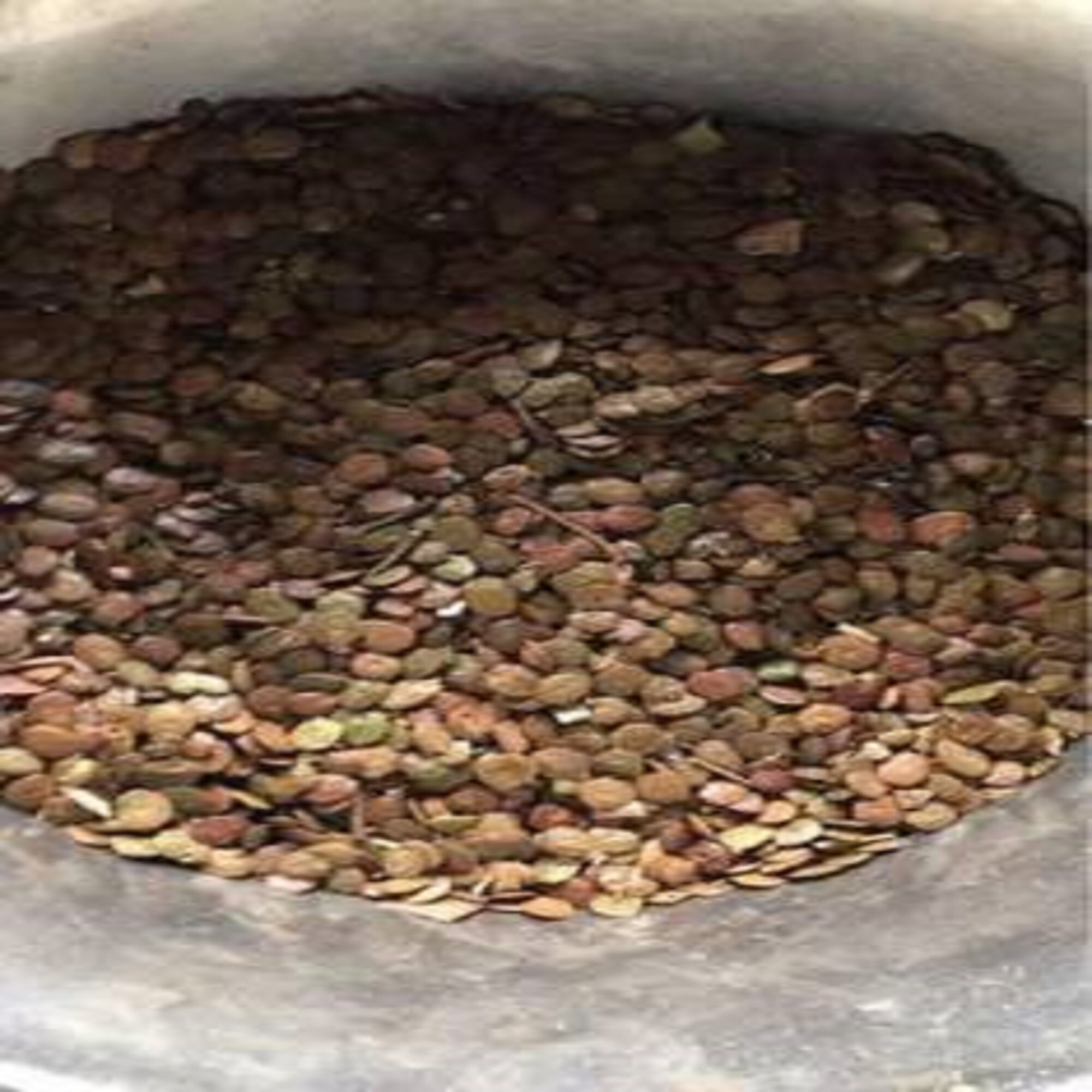 Waldanbau Akazie Catechu BaumSamen, Mimosa Catechu, Akazie Wallichiana ...