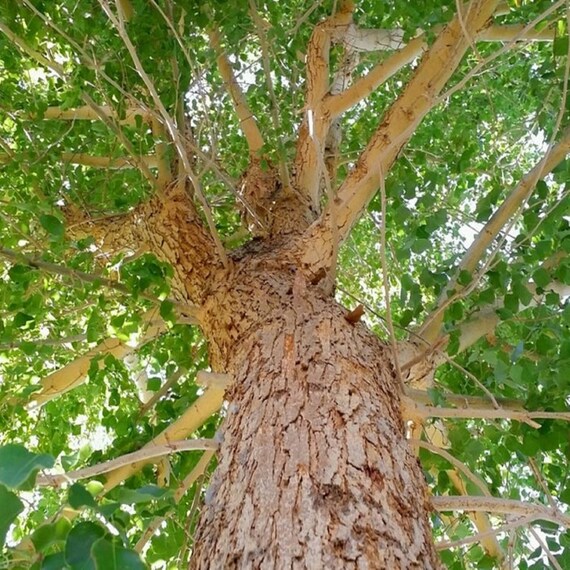 Indian Rosewood Tree Drawing