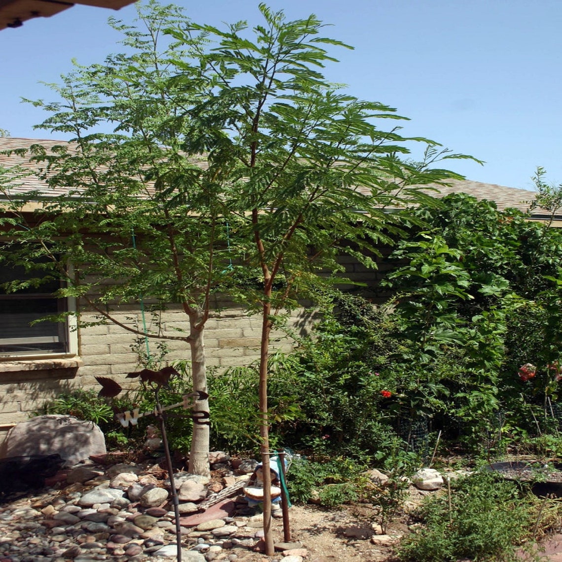 Leucaena leucocephala Miracle Tree Koa Haole Guaje White | Etsy