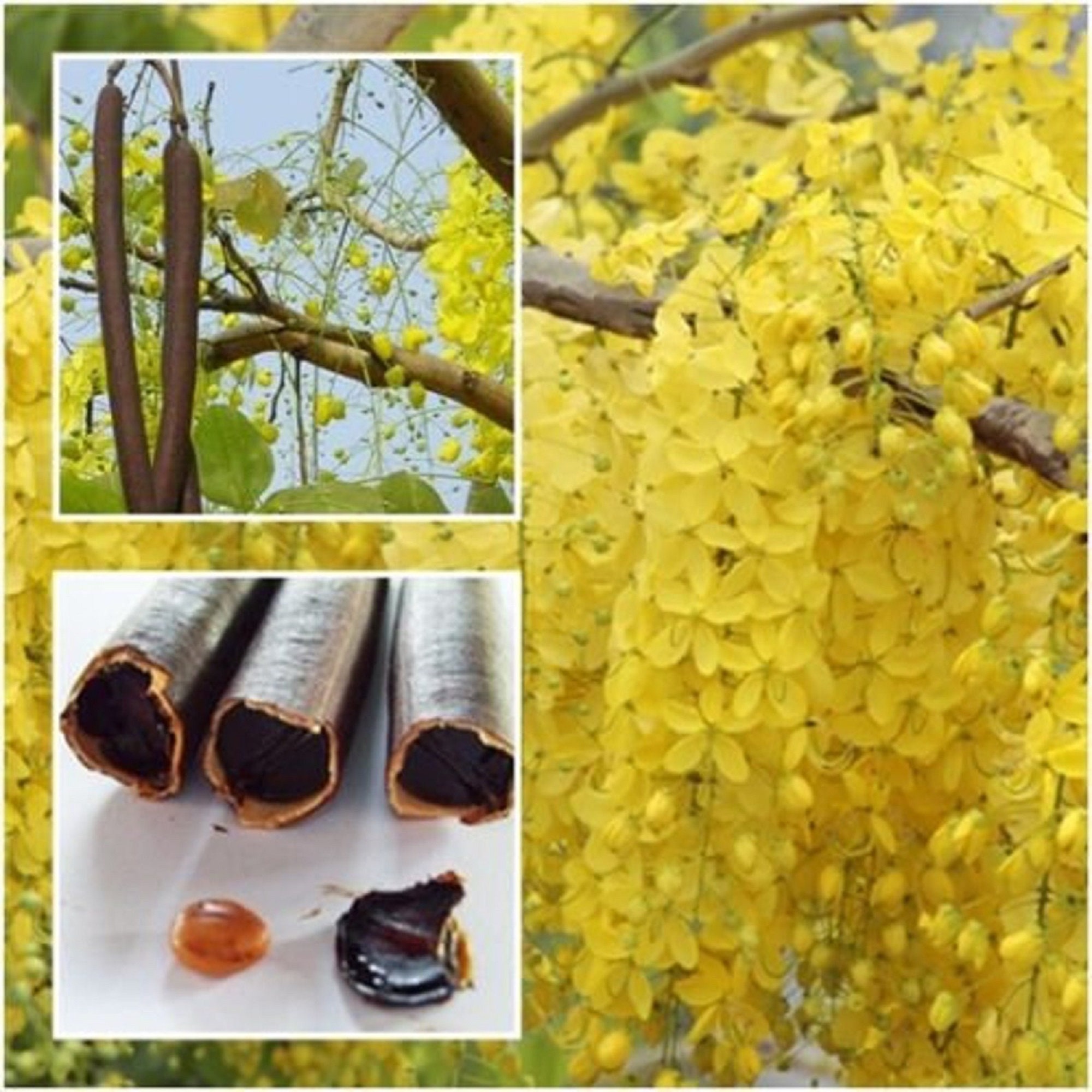 Forest Farming Golden Shower Tree Seeds Cassia Fistula Yellow Etsy