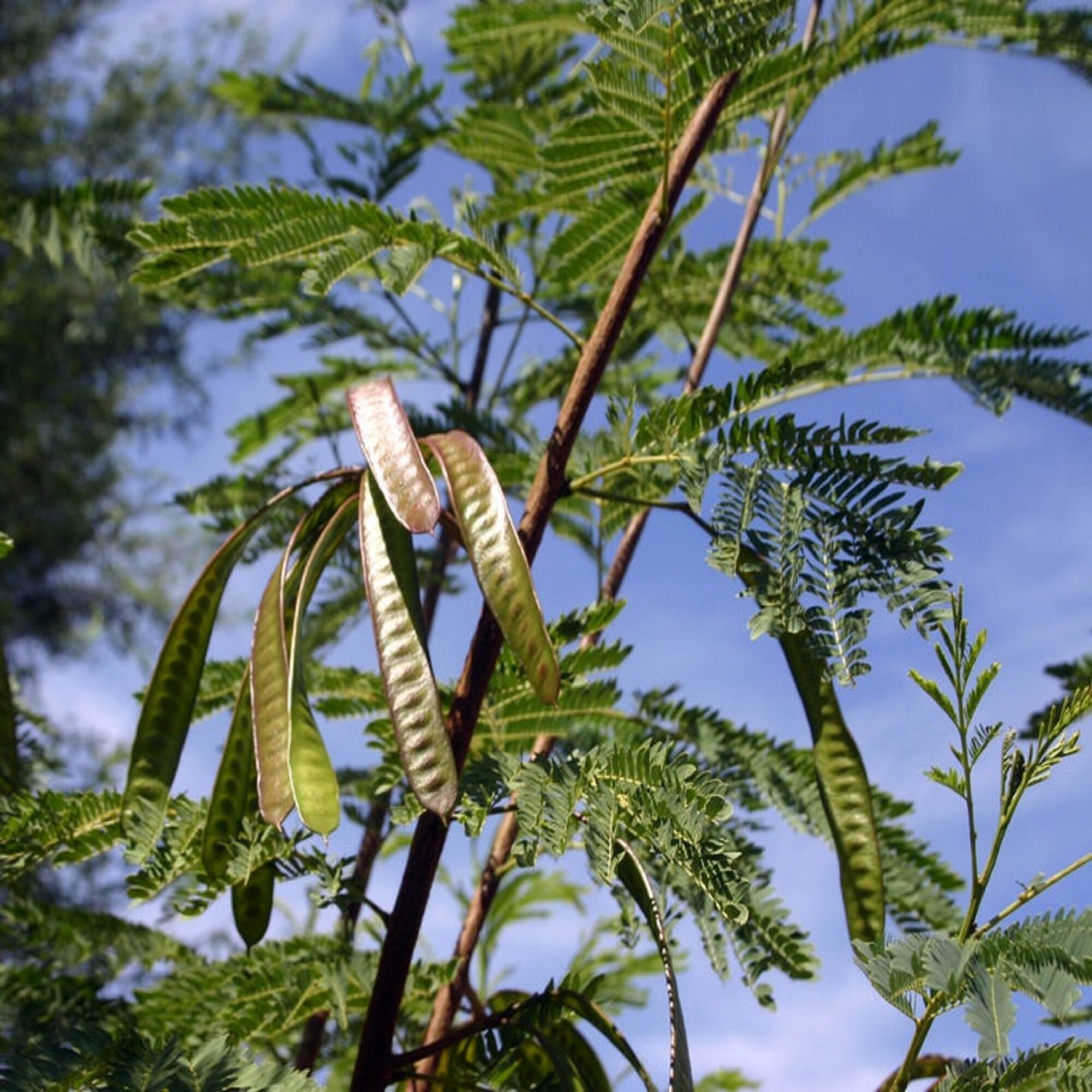 Leucaena leucocephala Miracle Tree Koa Haole Guaje White | Etsy