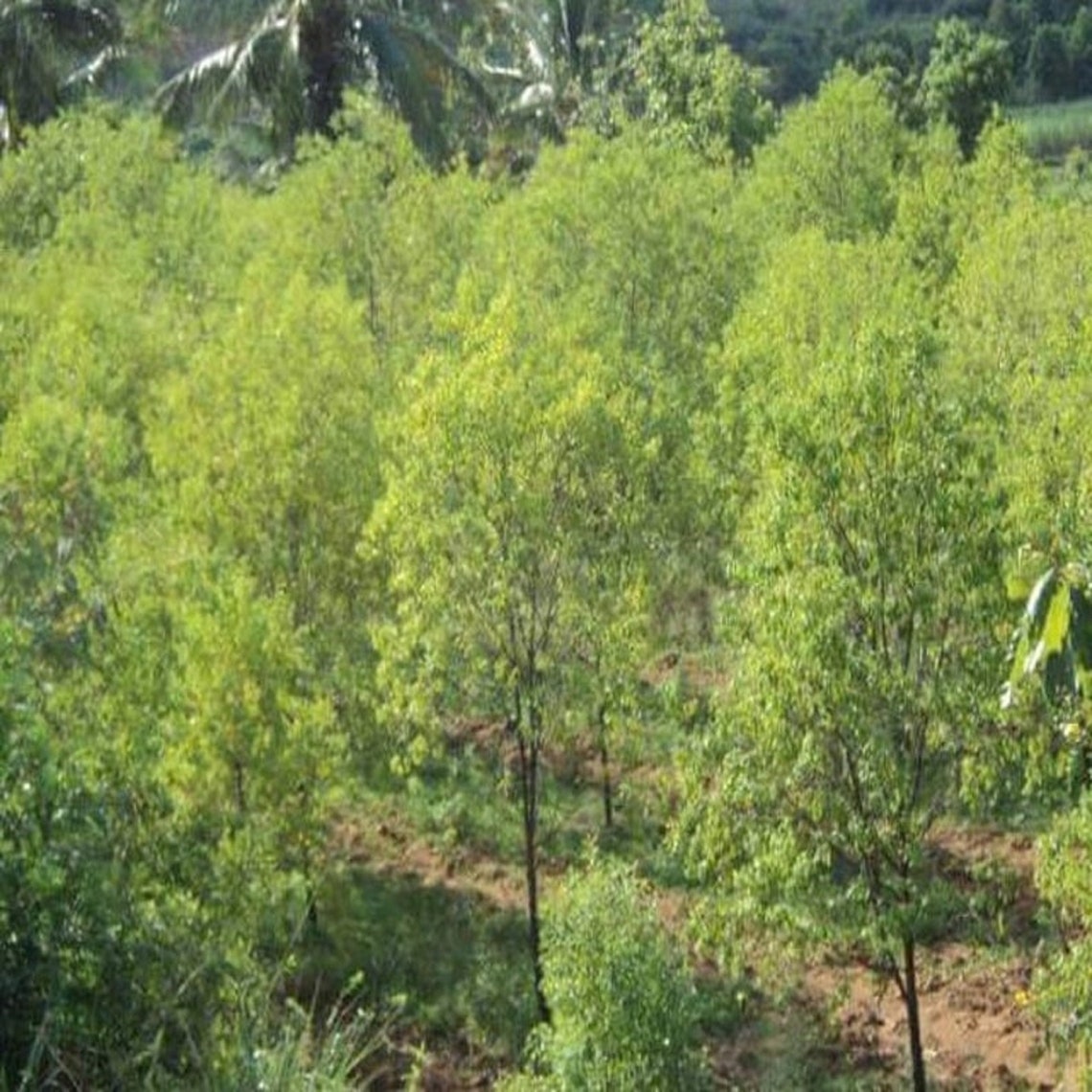 Buy Forest Farming Santalum Album Tree Precious Indian Online in India ...