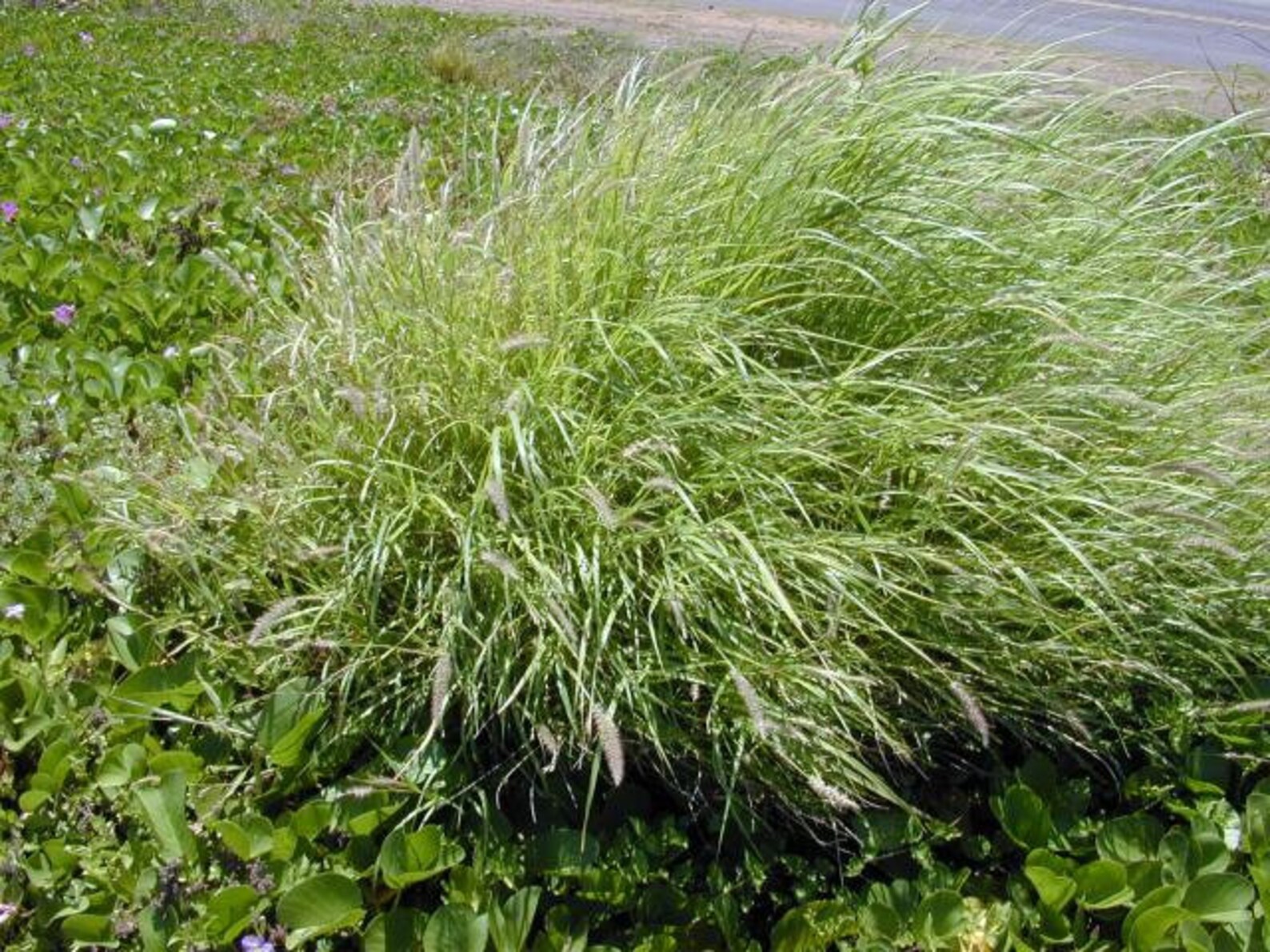 Forest Farming Cenchrus Ciliaris Buffel Grass Anjangrass Etsy