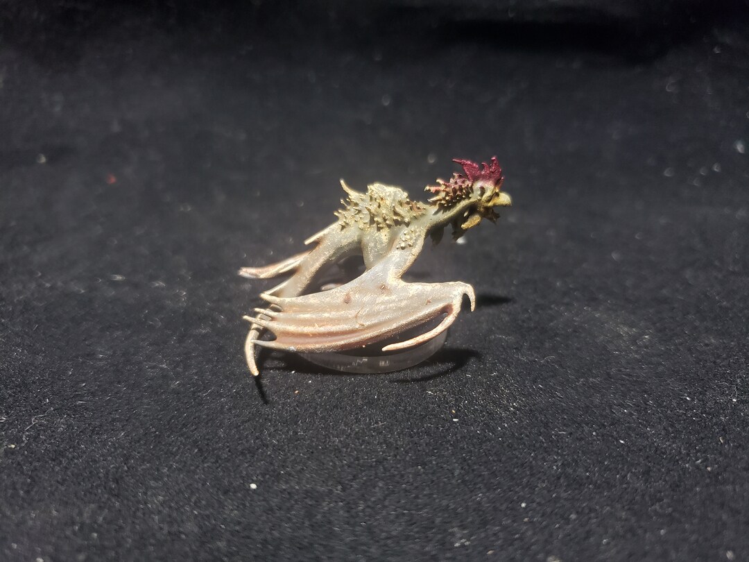 Cockatrice, Miniature for Dungeons and Dragons by Mz4250 - Etsy