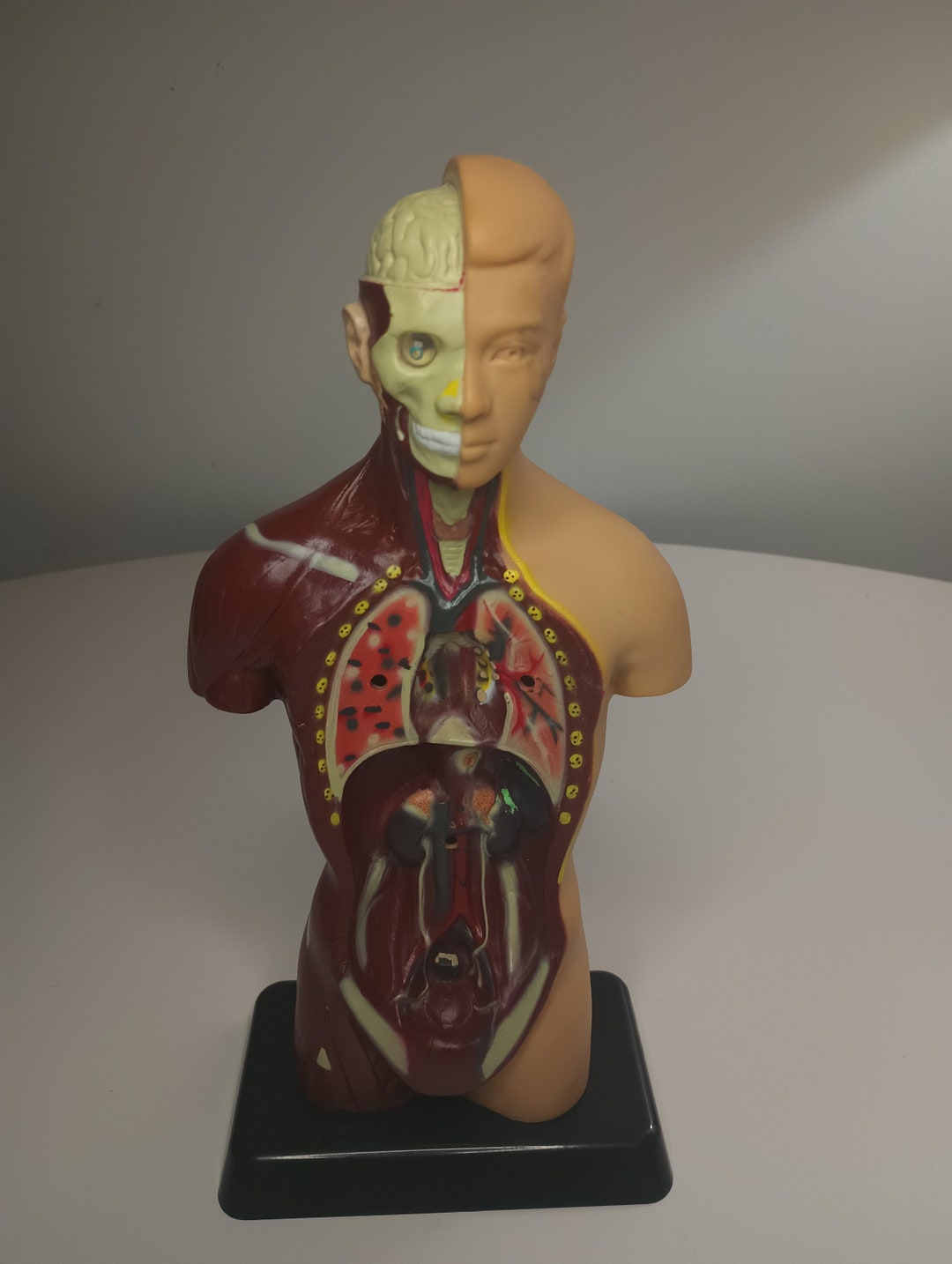 Vintage Science Anatomical Torso Model/ Anatomy Torso Model. - Etsy